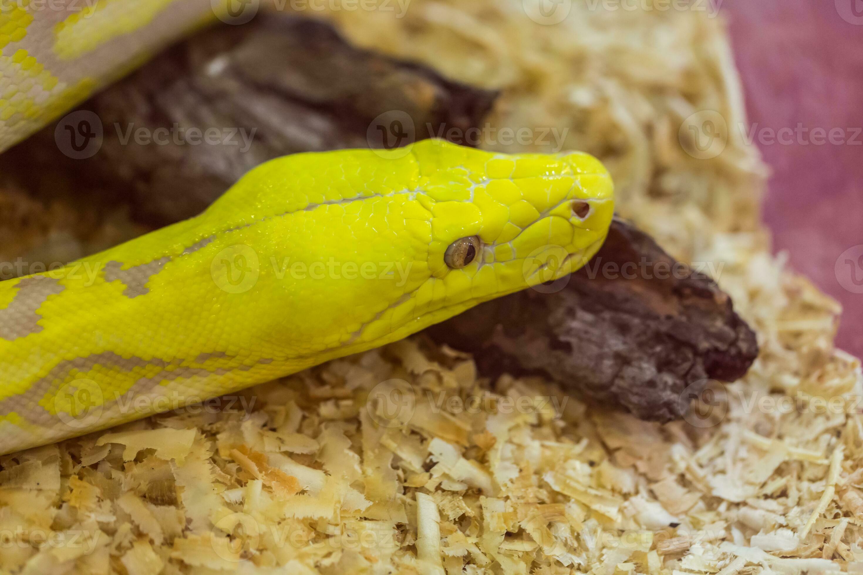 Close up head of Gold Python,Reticulated python 23383299 Stock Photo at ...
