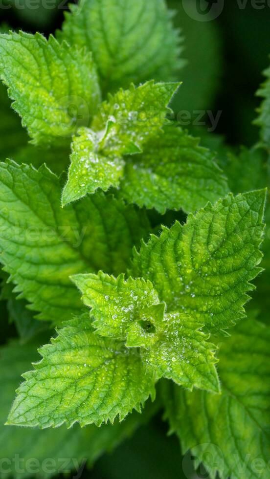 verde fragante menta mentha suaveolens en Rocío gotas, parte superior ... verde fragante menta mentha suaveolens en Rocío gotas, parte superior ...