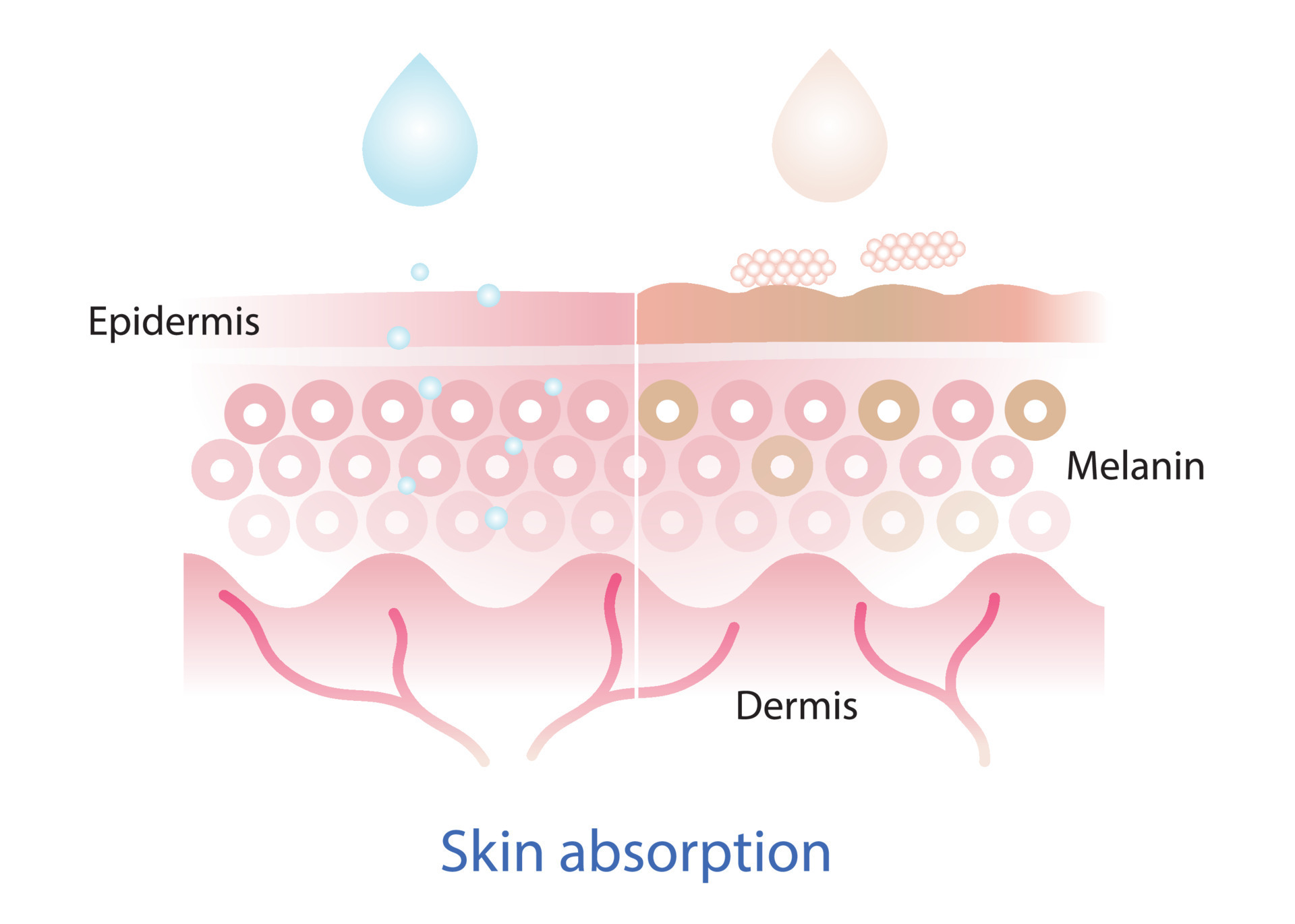 The mechanism of nutrient absorption skin layer and not absorb skin ... The mechanism of nutrient absorption skin layer and not absorb skin ...