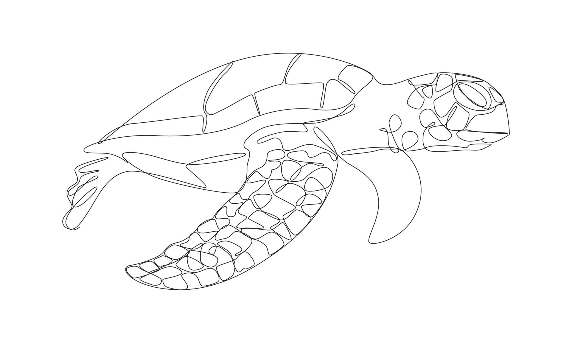 continuous line drawing sea turtle, The long lines are sea turtle ...