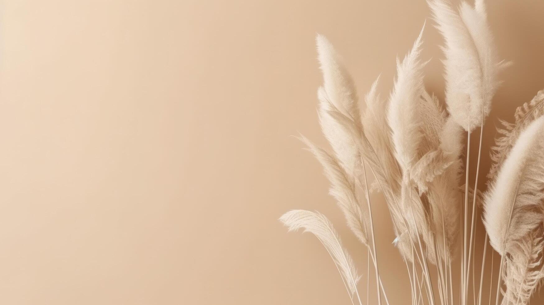 Pampas grass beige minimalist background. Illustration 23434626 Stock ... Pampas grass beige minimalist background. Illustration 23434626 Stock ...