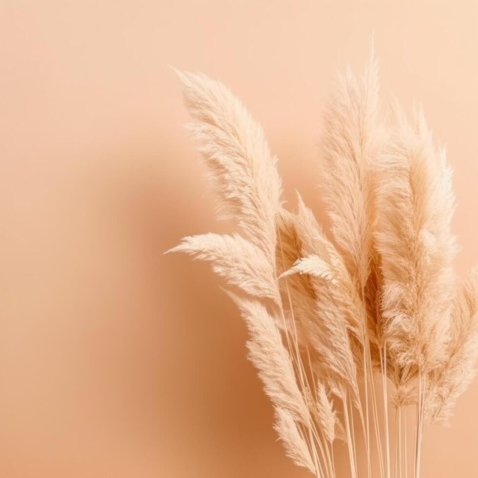 Pampas grass beige minimalist background. Illustration 23434911 Stock ... Pampas grass beige minimalist background. Illustration 23434911 Stock ...