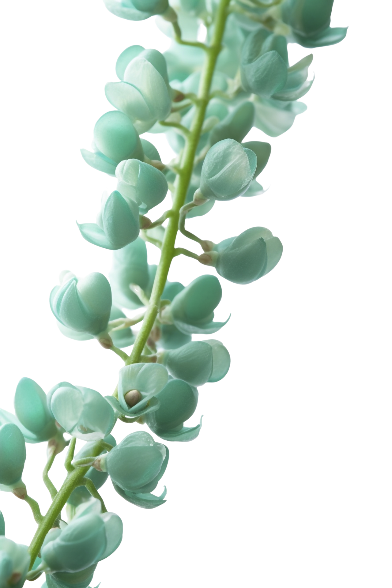 Jade vine flowers on transparent background, created with 23450154 PNG Jade vine flowers on transparent background, created with 23450154 PNG