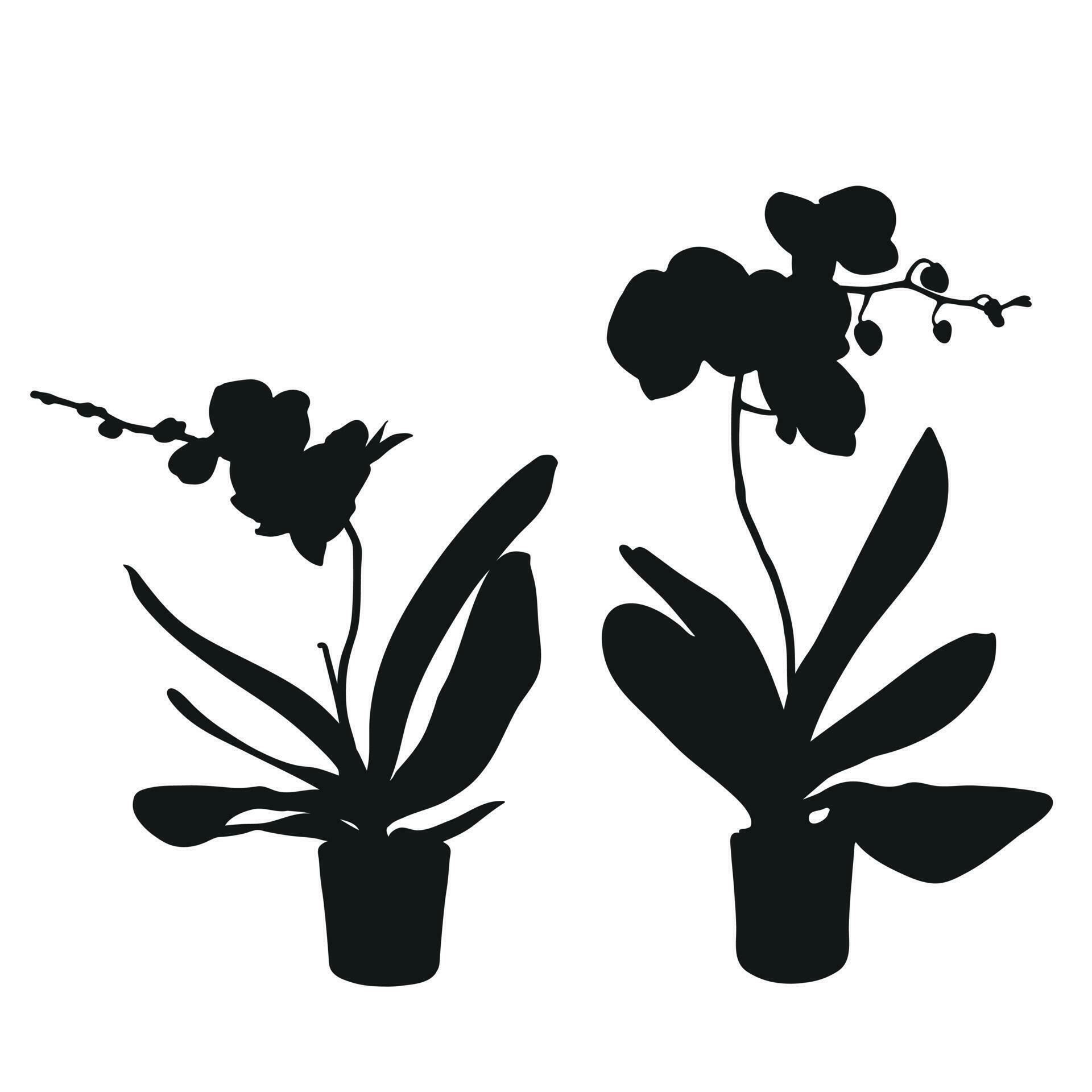 Vector Set Of Realistic Flowers Orchids Phalaenopsis Realism Modern