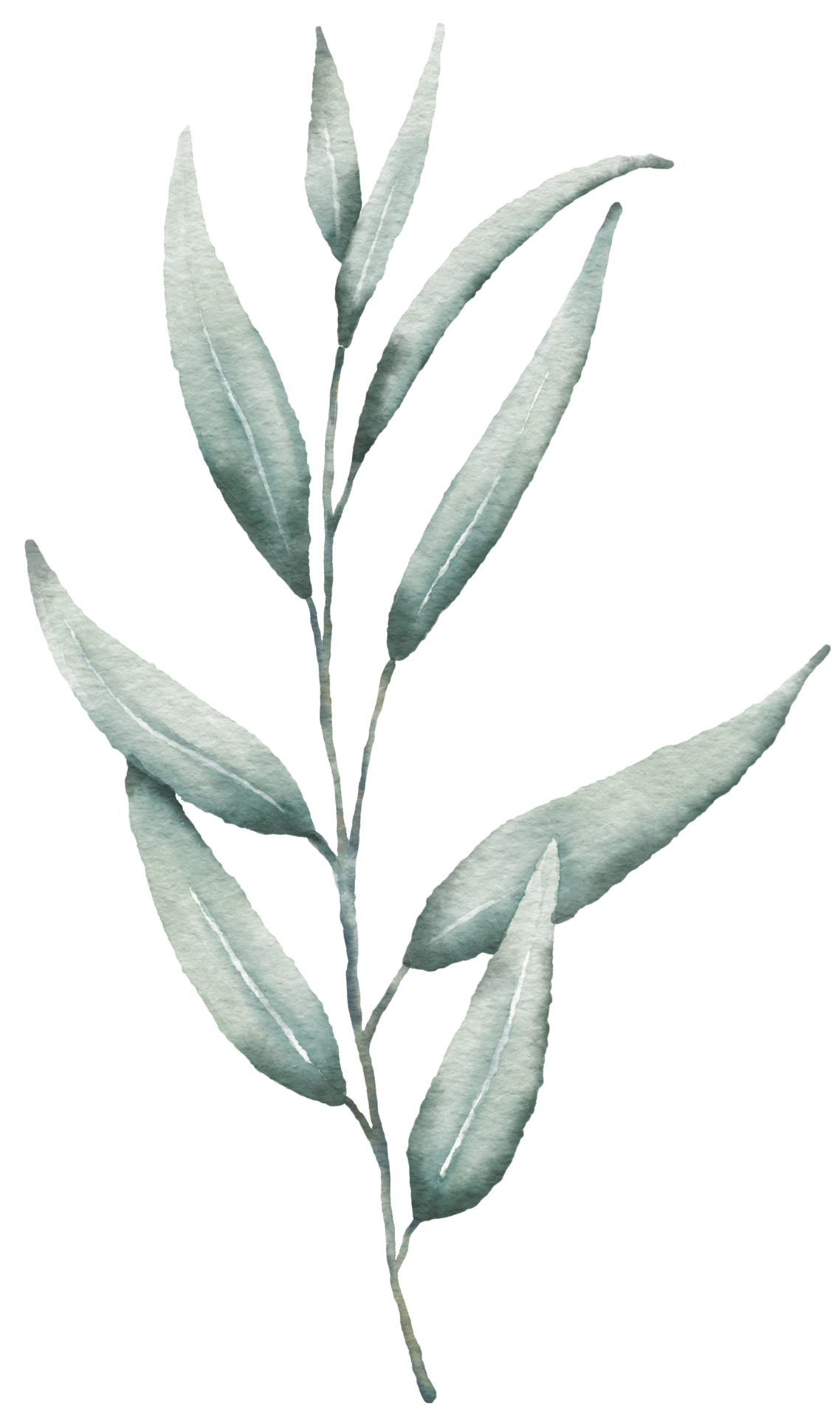 Eucalyptus Leaves Drawing