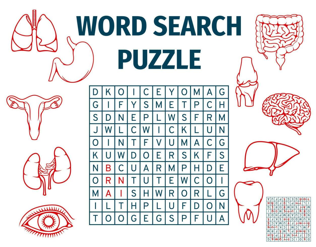 Human Body Organs Word Search Game Worksheet 23504411 Vector Art At