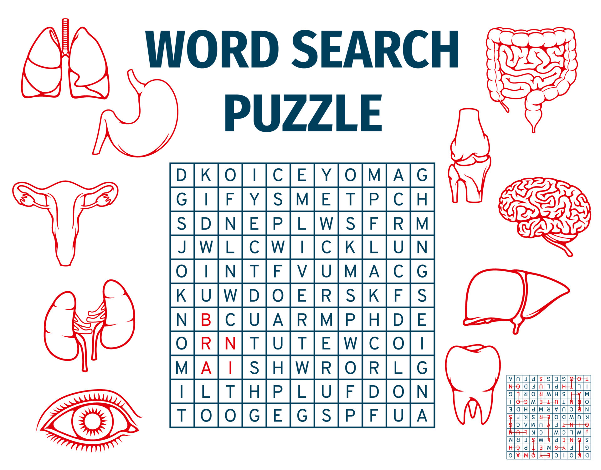 Human Body Organs Word Search Game Worksheet 23504411 Vector Art At