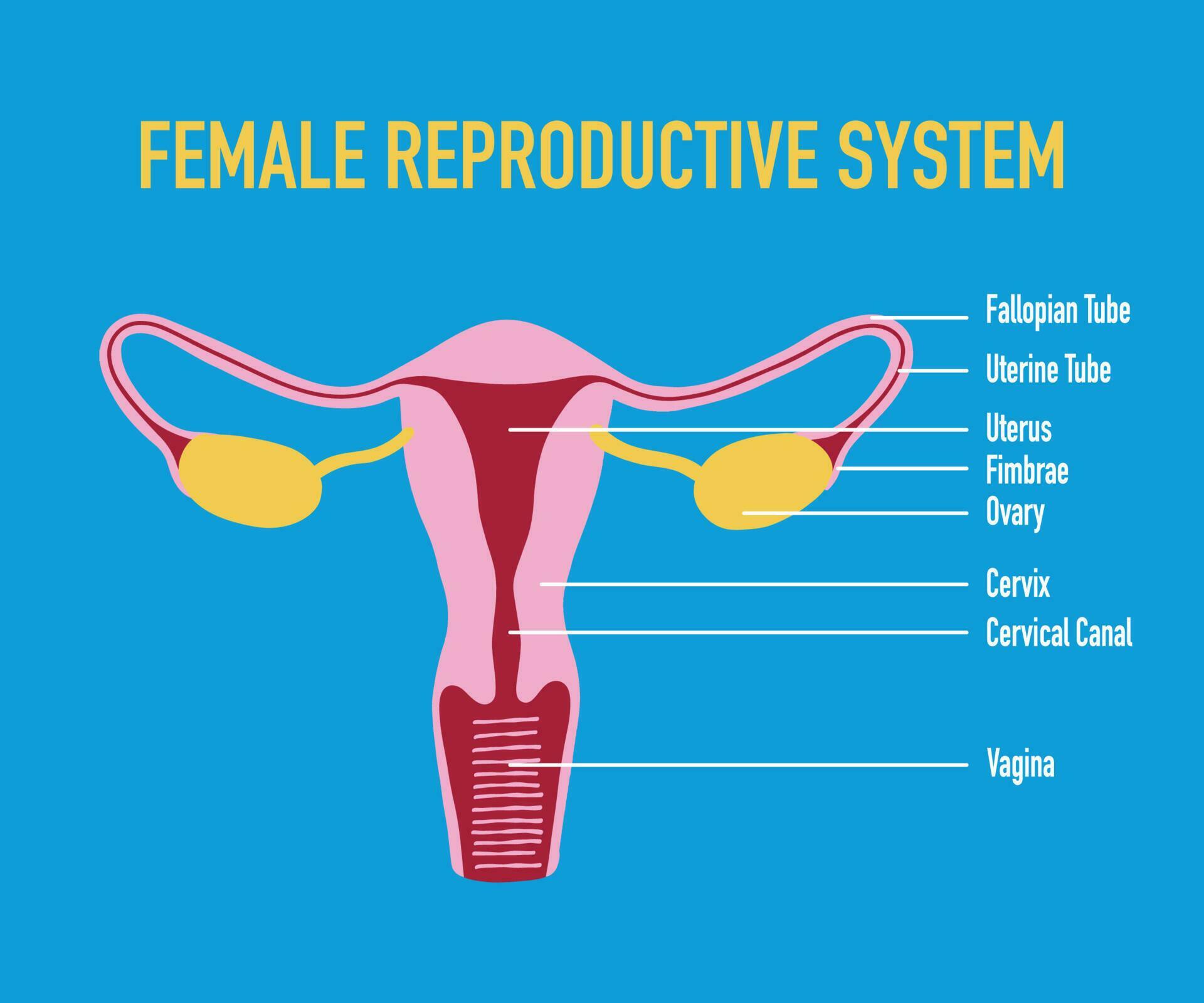 Illustration Of Female Human Reproductive System Vector 23515362 Vector
