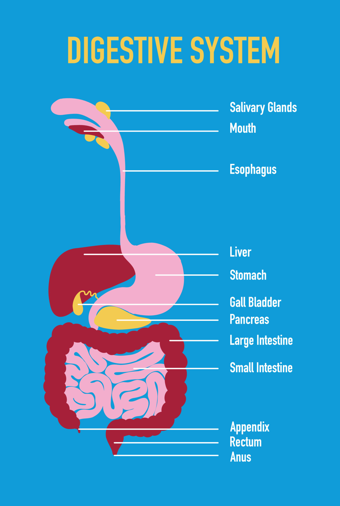 Illustration of Human Digestive System Vector 23515365 Vector Art at ... Illustration of Human Digestive System Vector 23515365 Vector Art at ...