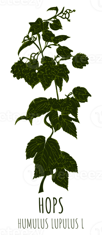 Drawings Common Hop Hand Drawn Illustration Latin Name Humulus Lupulus L 23546031 Png