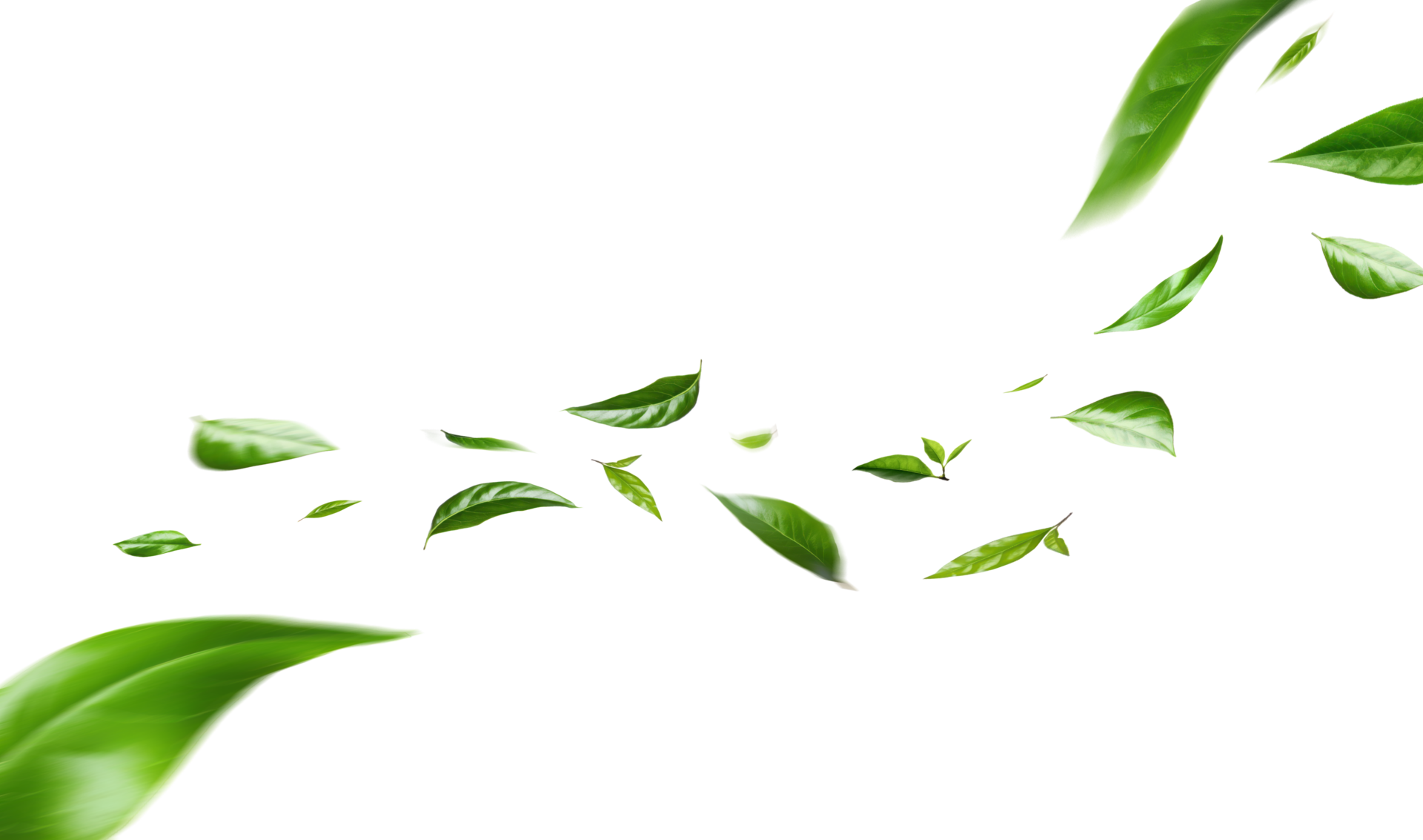 Flying green leaves on transparent background. Fresh spring foliage ...
