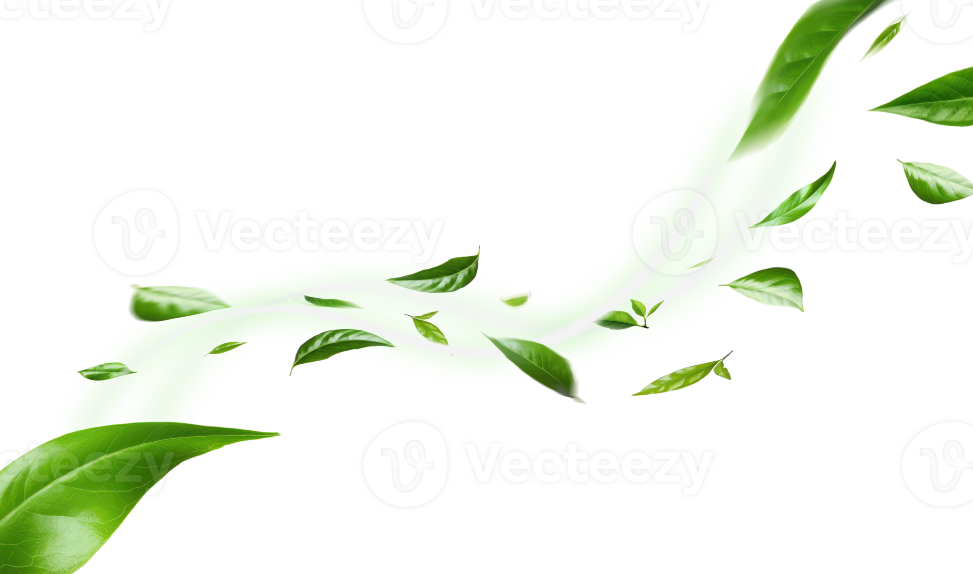 Flying green leaves on transparent background. Fresh spring foliage ...