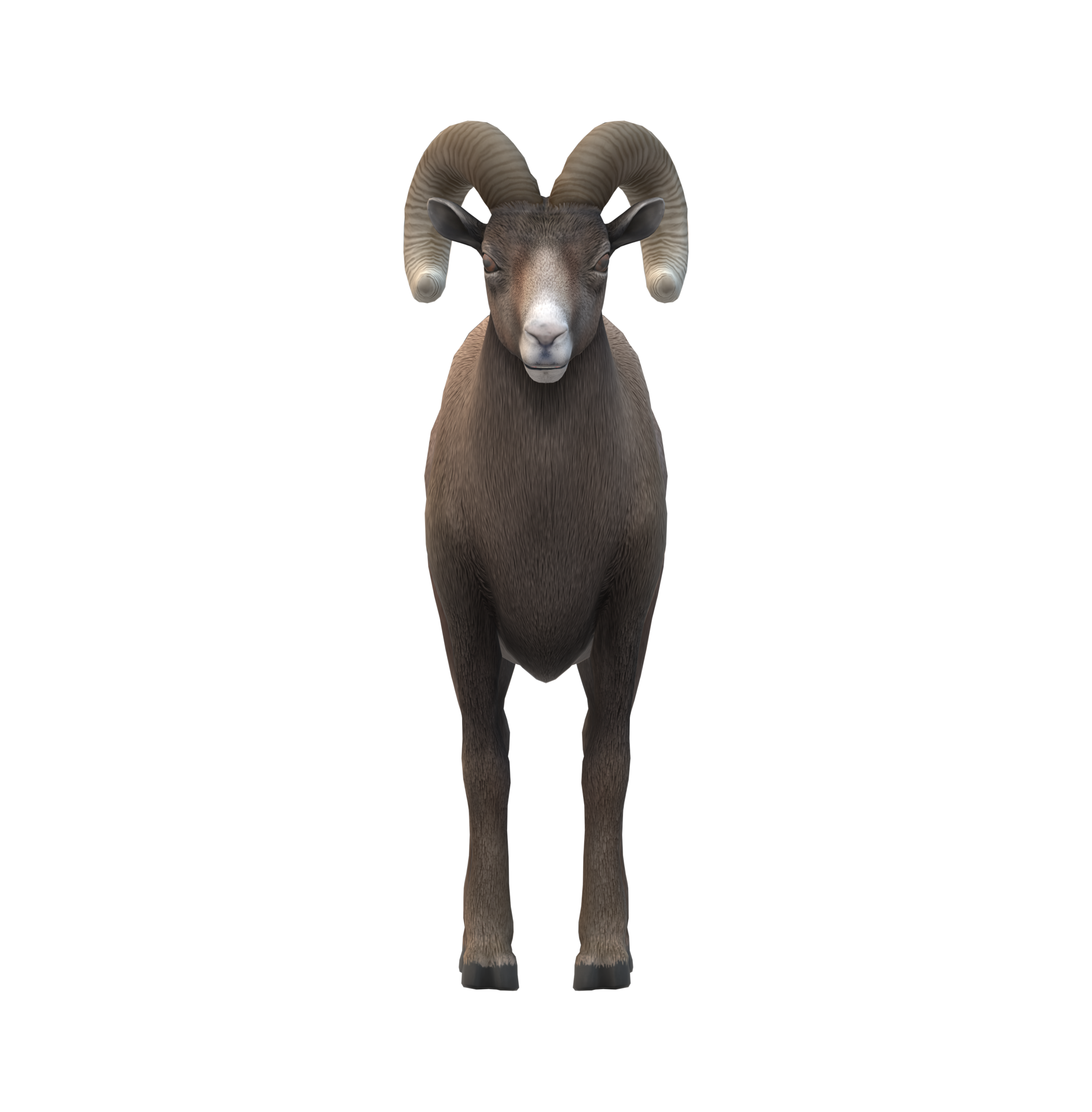 Ram isolated on a Transparent Background 23556672 PNG Ram isolated on a Transparent Background 23556672 PNG
