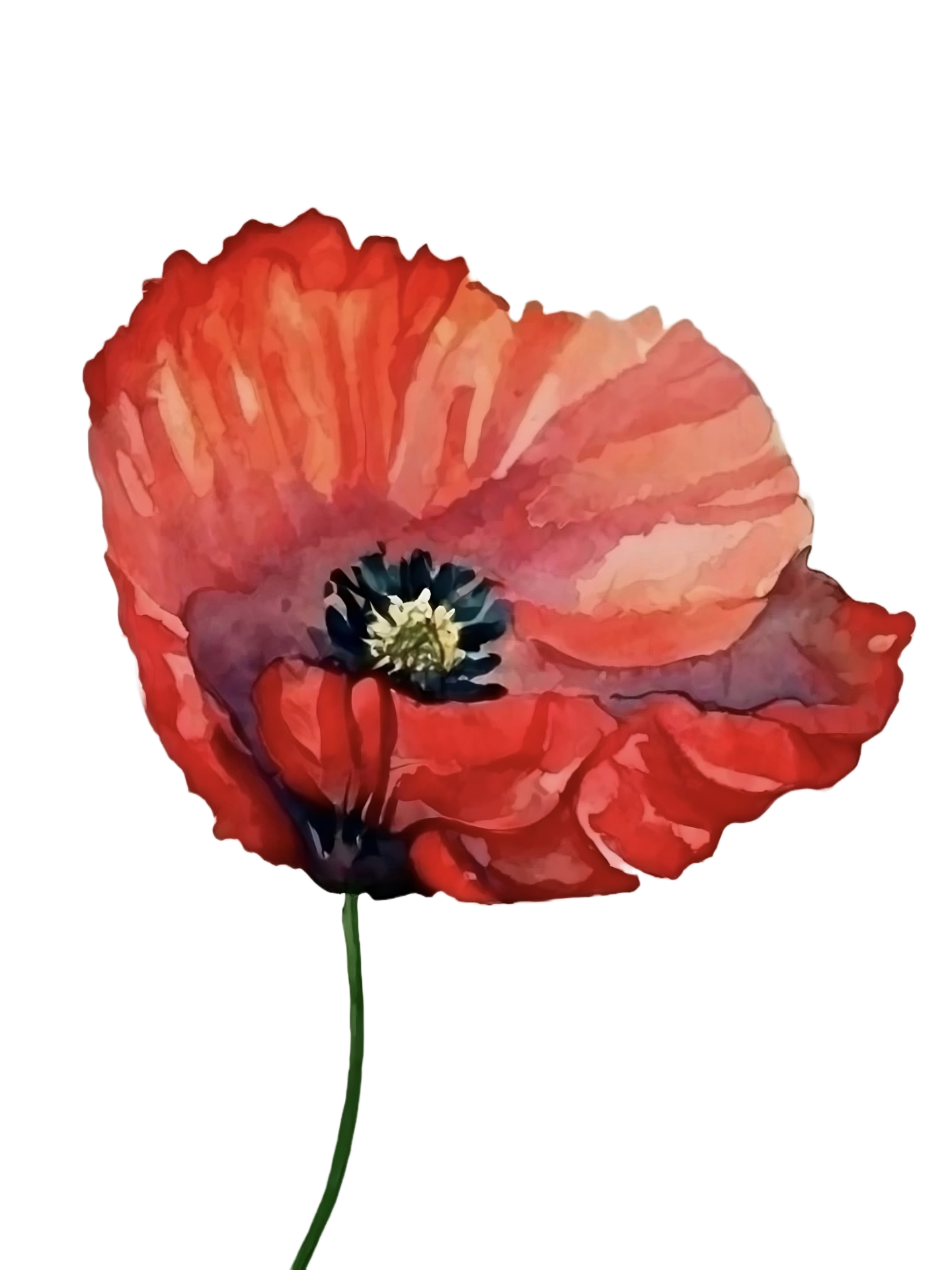 Red Poppy Flower Watercolor Clipart 23556959 Png