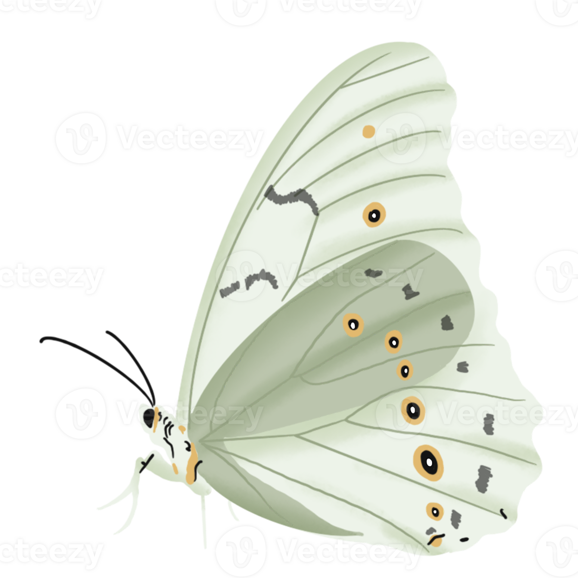 Hand Drawn Butterfly Illustration 23564221 Png