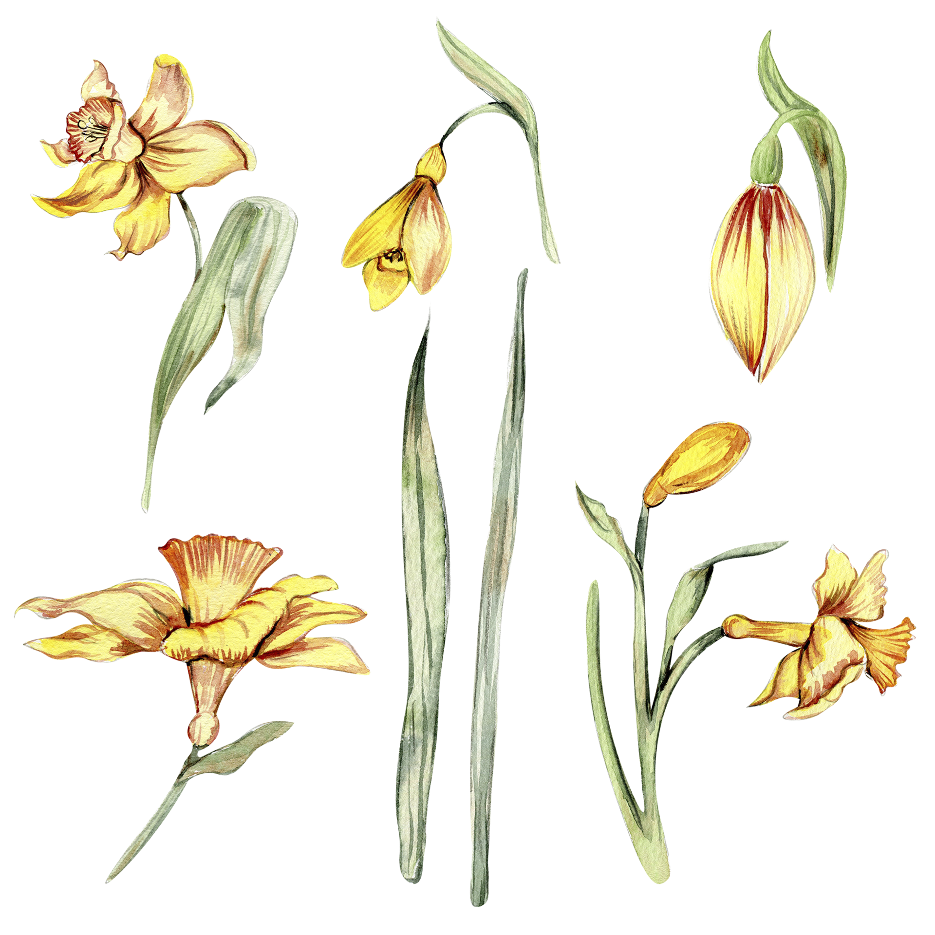 Narcissus Watercolor Flower Set Hand Drawn Illustration Isolated On