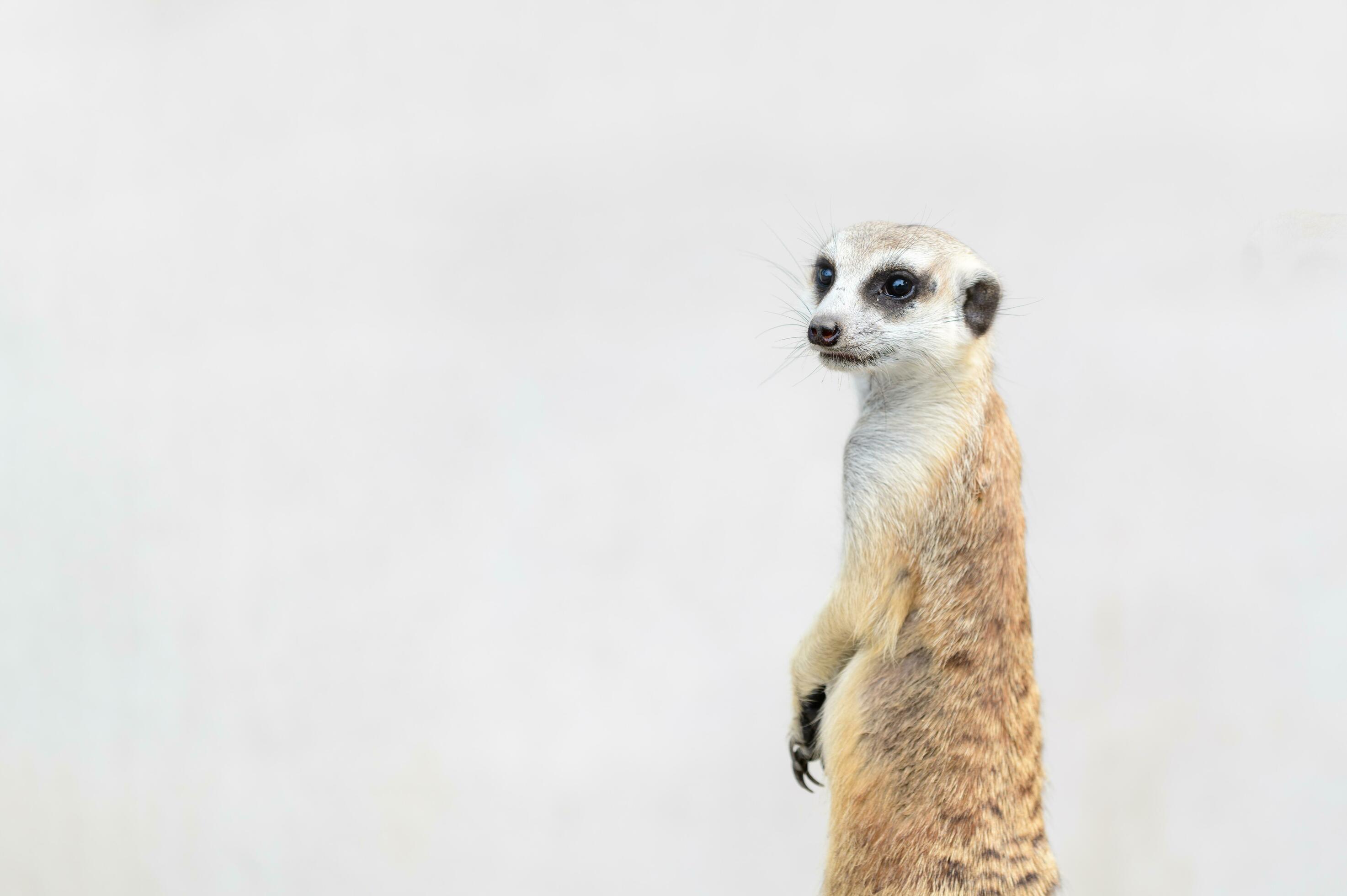 Meerkat Suricata suricatta, African native animal, 23582245 Stock Photo at Vecteezy