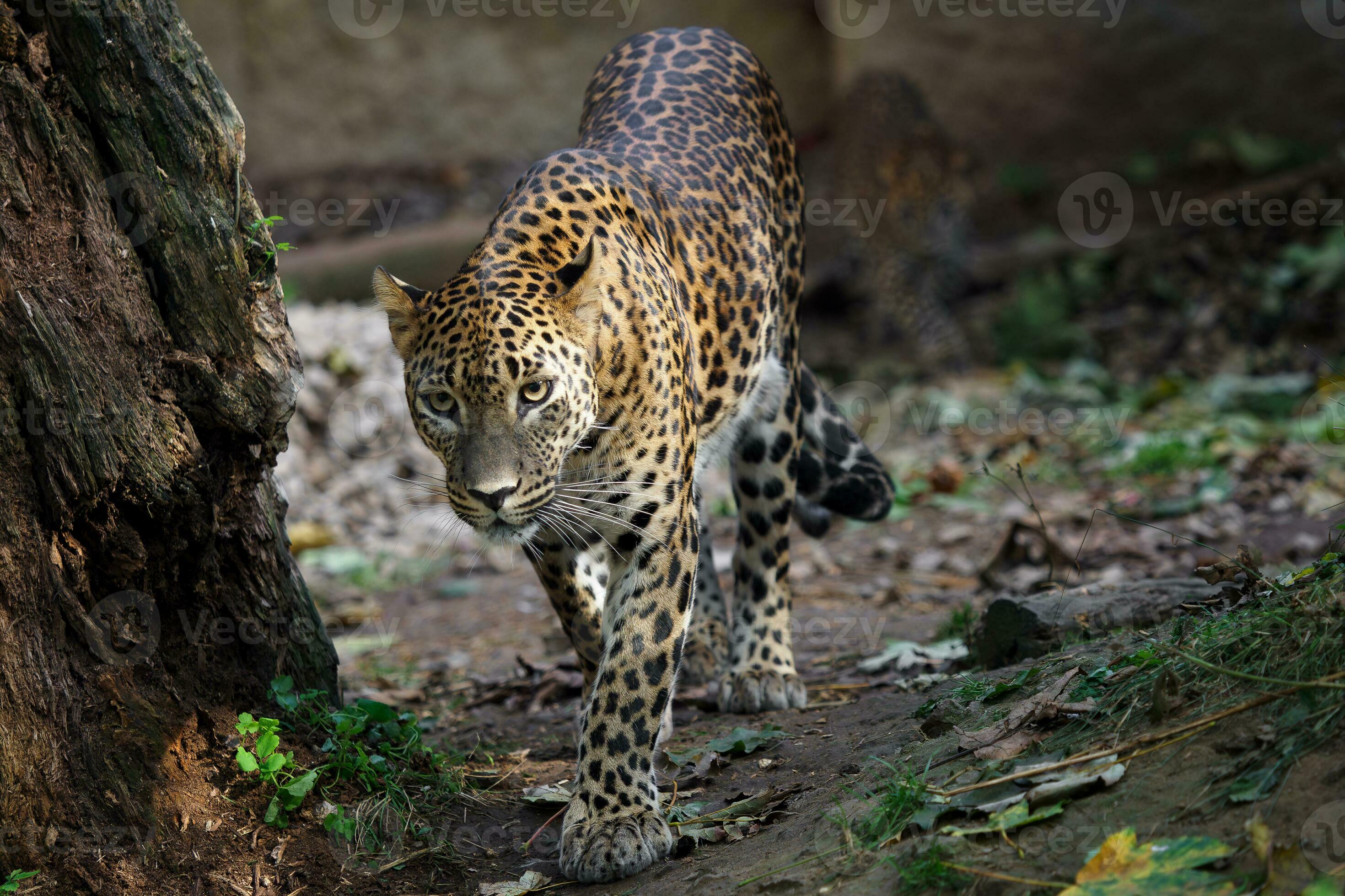 Sri Lankan leopard, Panthera pardus kotiya 23586964 Stock Photo at Vecteezy