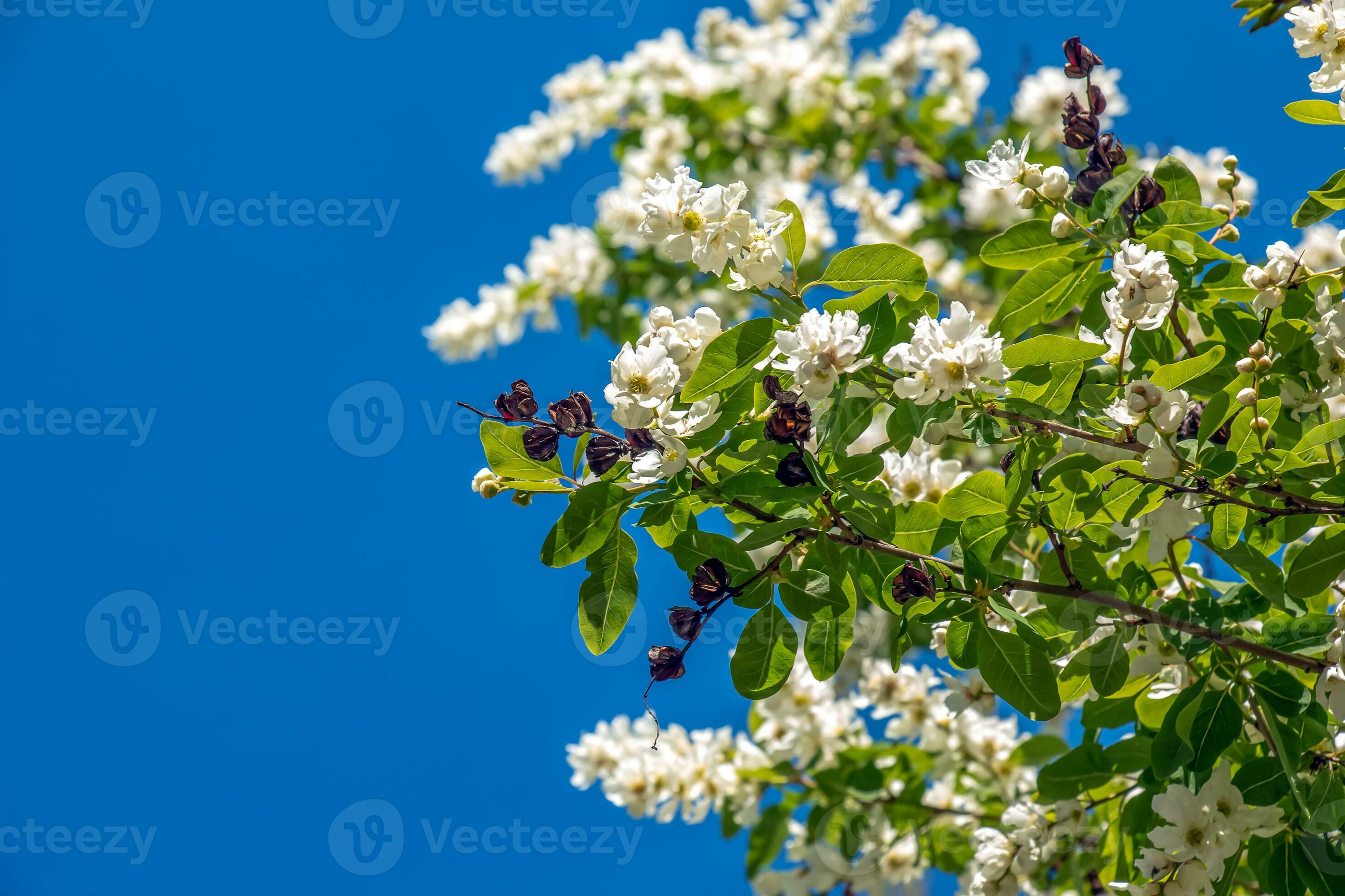 Flowering branch of Exochorda korolkowii in spring. Exochorda albertii ...