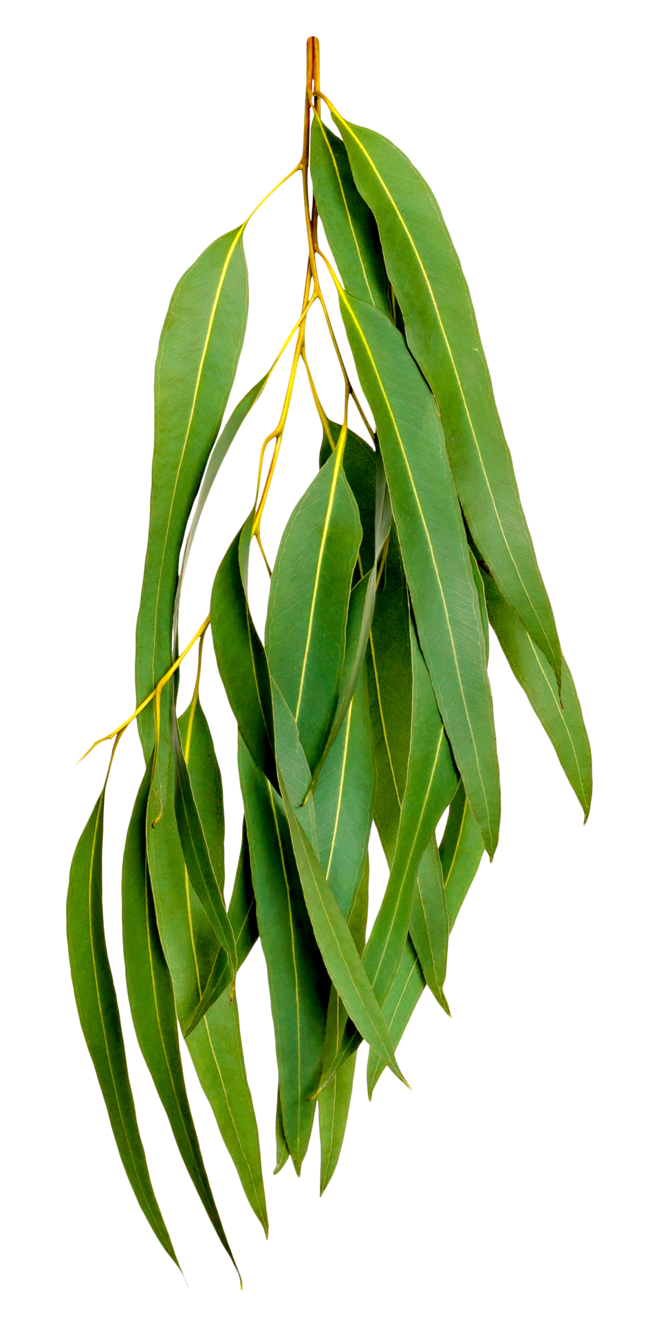 Green Leaves Pattern Leaf Eucalyptus Tree Isolated 23618457 Png