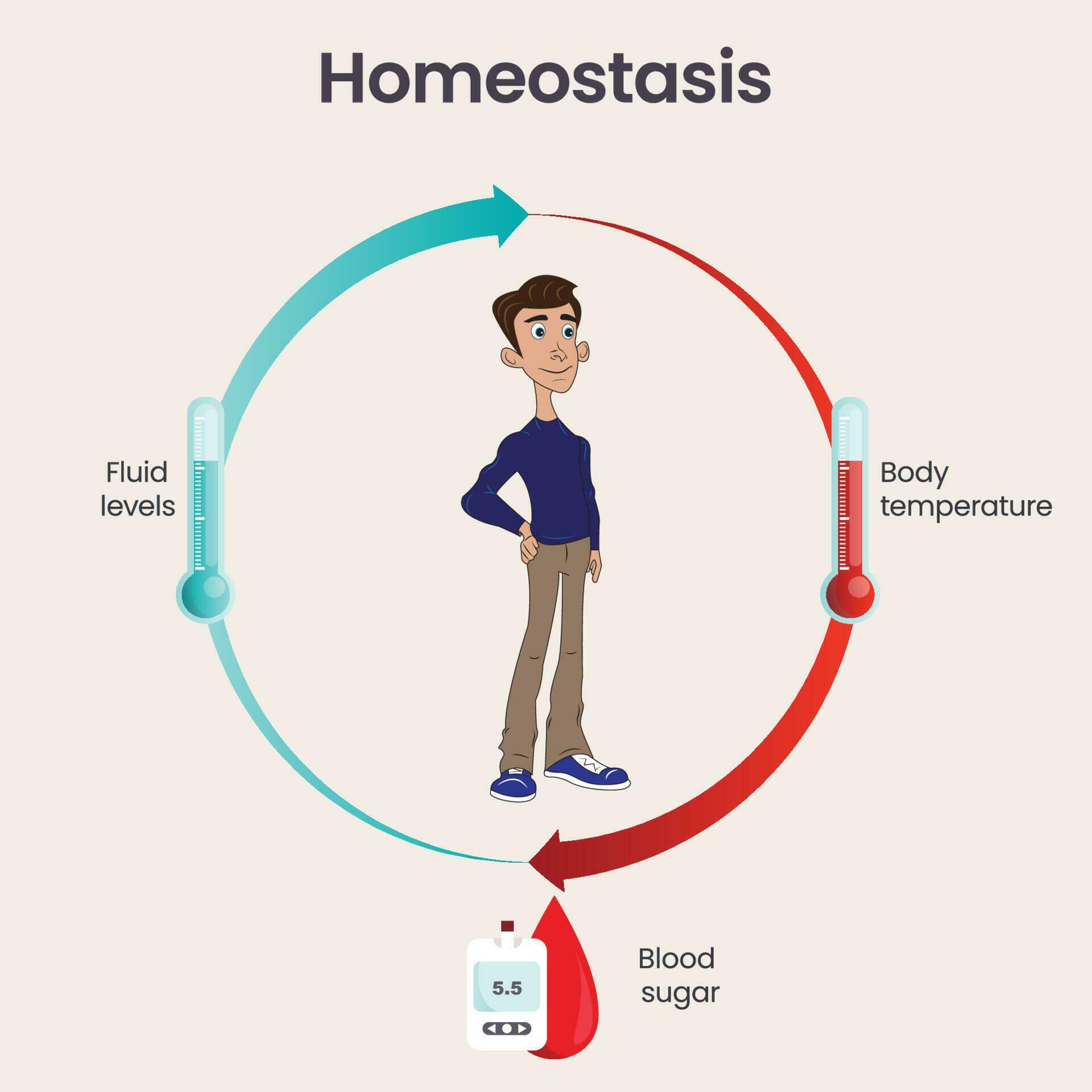 Biology homeostasis science vector illustration infographic 23626813 ... Biology homeostasis science vector illustration infographic 23626813 ...