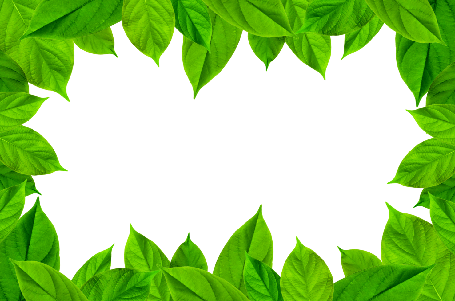 Marco De Verde Hojas Y Flor Fondo De Pantalla Por Verde Hojas Y Hermosa Verde Hoja 23636494 Png