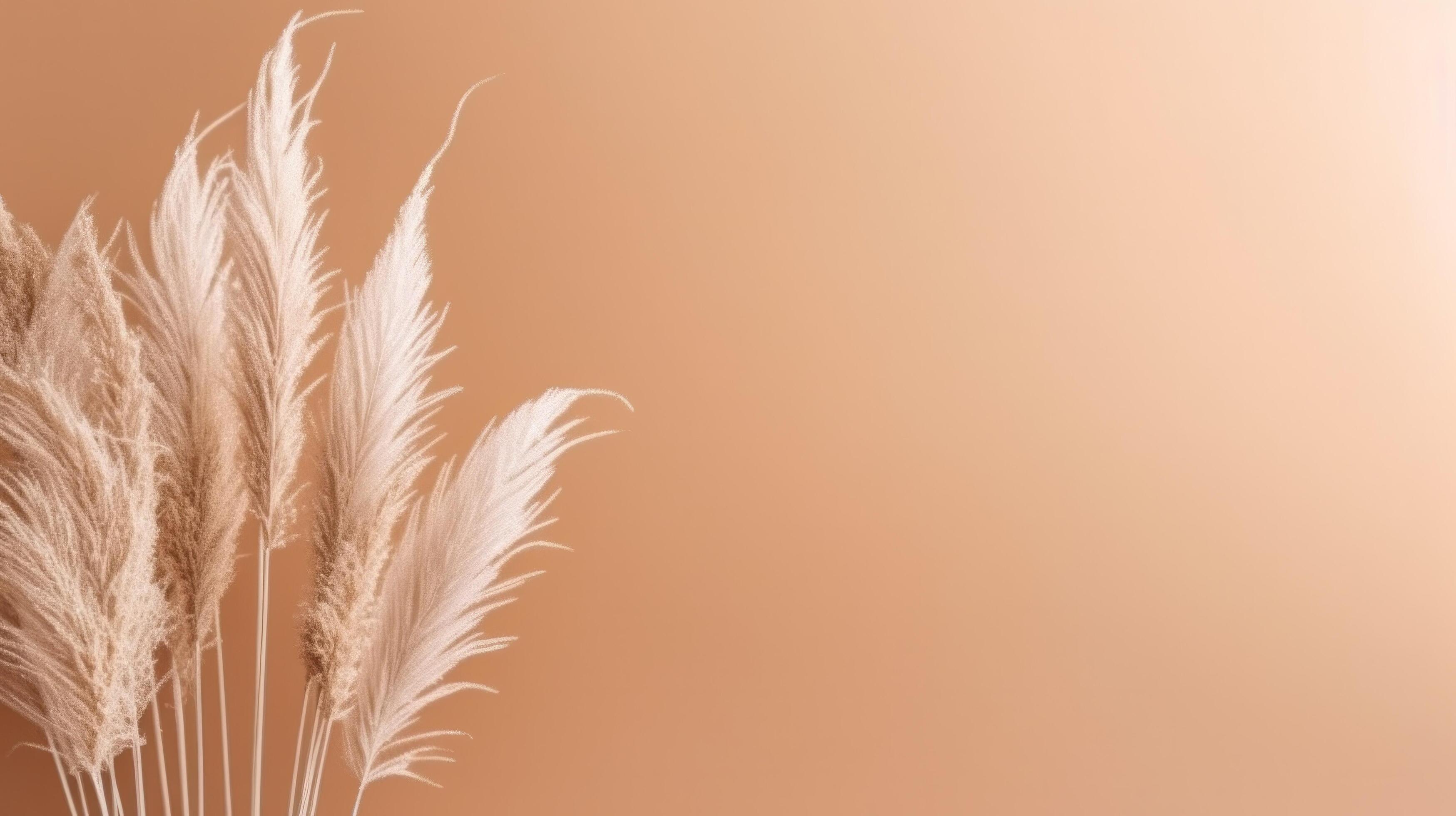 Pampas grass beige minimalist background. Illustration 23636936 Stock ... Pampas grass beige minimalist background. Illustration 23636936 Stock ...