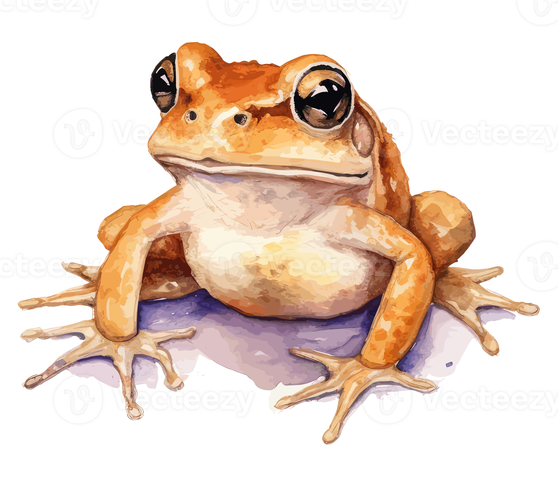Baby Frog Watercolor . 23657941 PNG