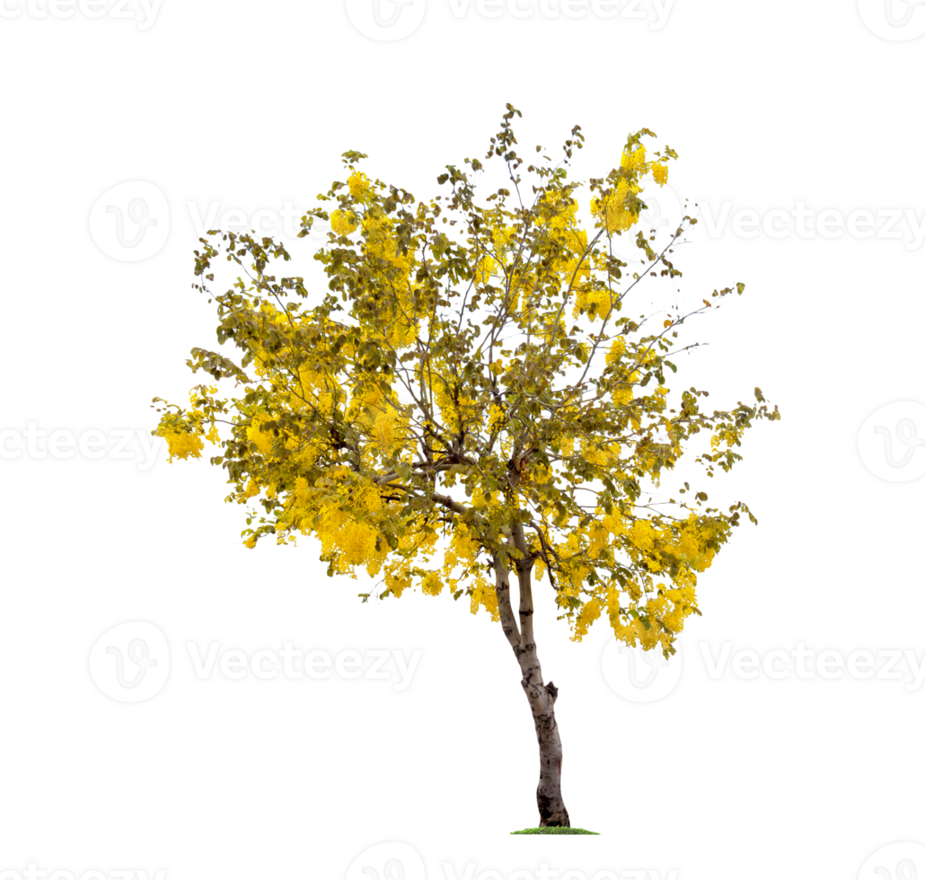 Golden Shower Or Cassia Fistula Isolated 23661480 Png