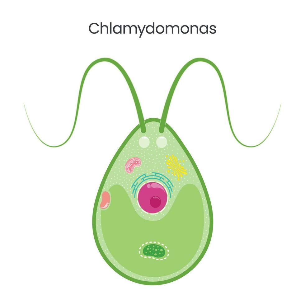 Chlamydomonas Science Vector Illustration Graphic 23674289 Vector Art At Vecteezy