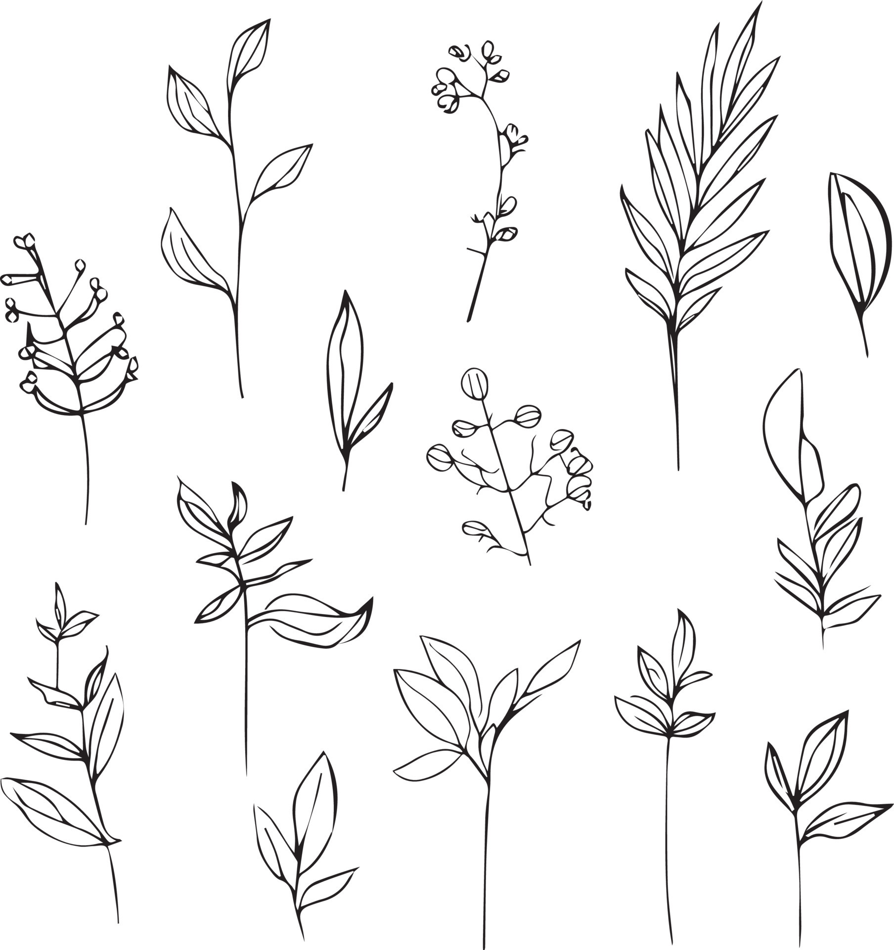 botanical illustration black and white, botanical line drawing leaves ... botanical illustration black and white, botanical line drawing leaves ...