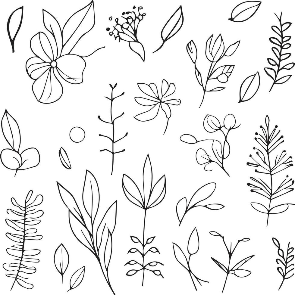 simple botanical line drawing, simple botanical flower drawings, easy ... simple botanical line drawing, simple botanical flower drawings, easy ...