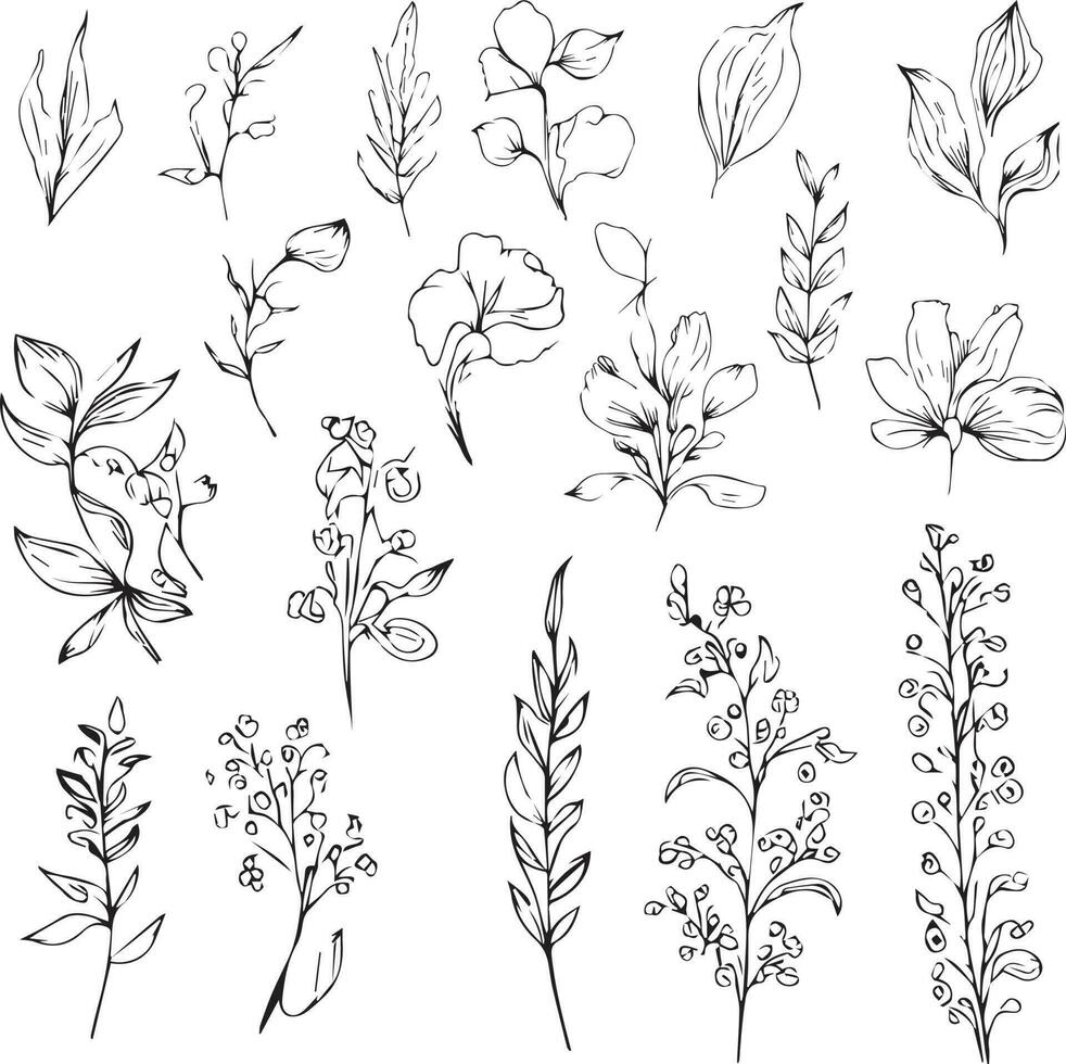 simple botanical line drawing, simple botanical flower drawings, easy ... simple botanical line drawing, simple botanical flower drawings, easy ...