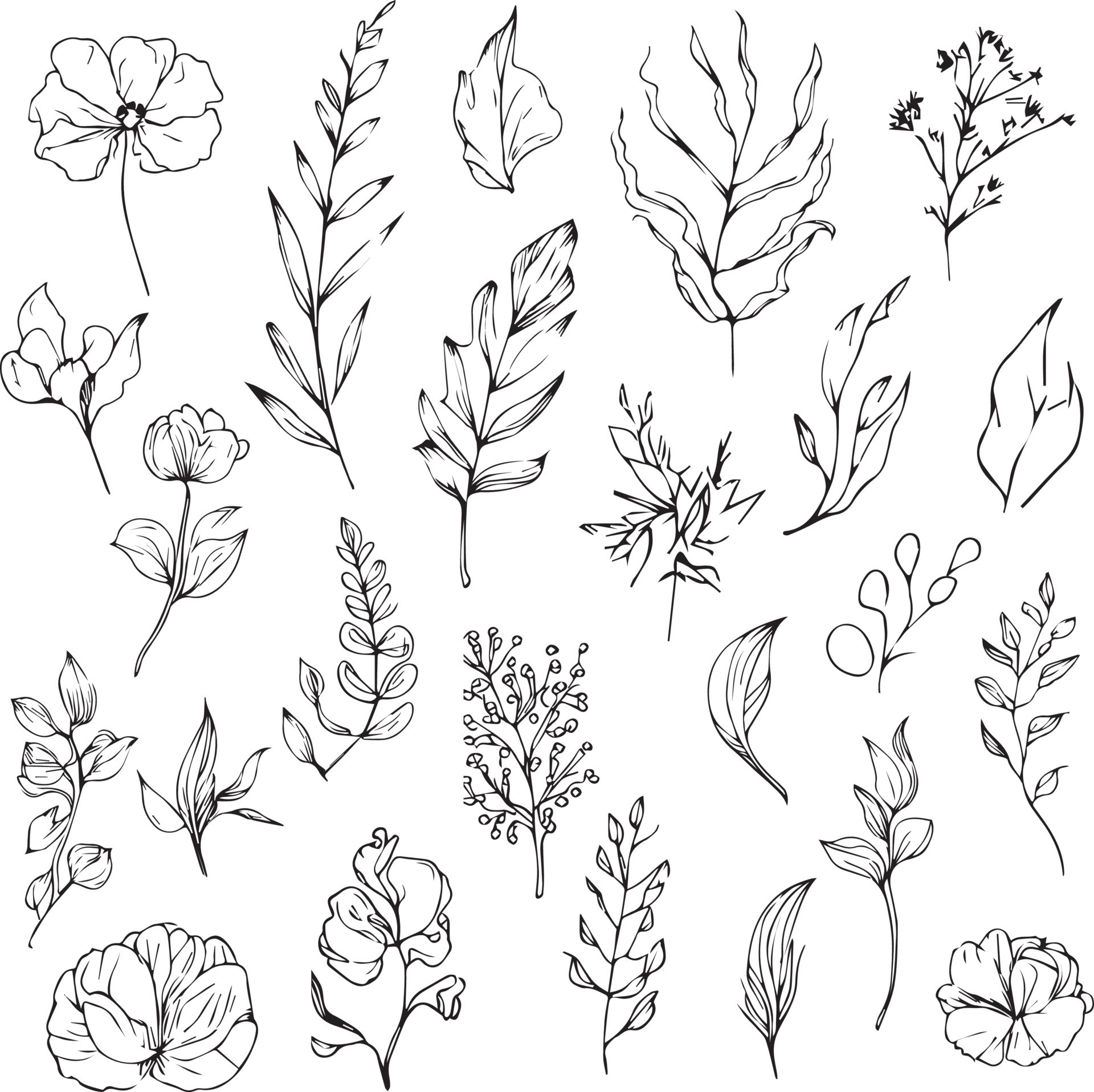 botanical line drawing leaves, botanical line art. wildflower botanical ...