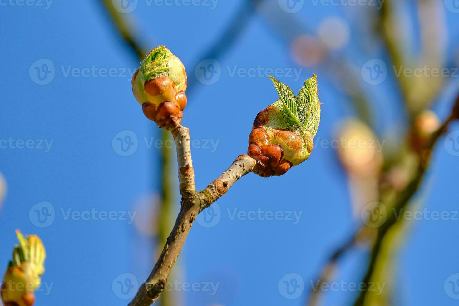 Tree Bud Stock Photos, Images and Backgrounds for Free Download