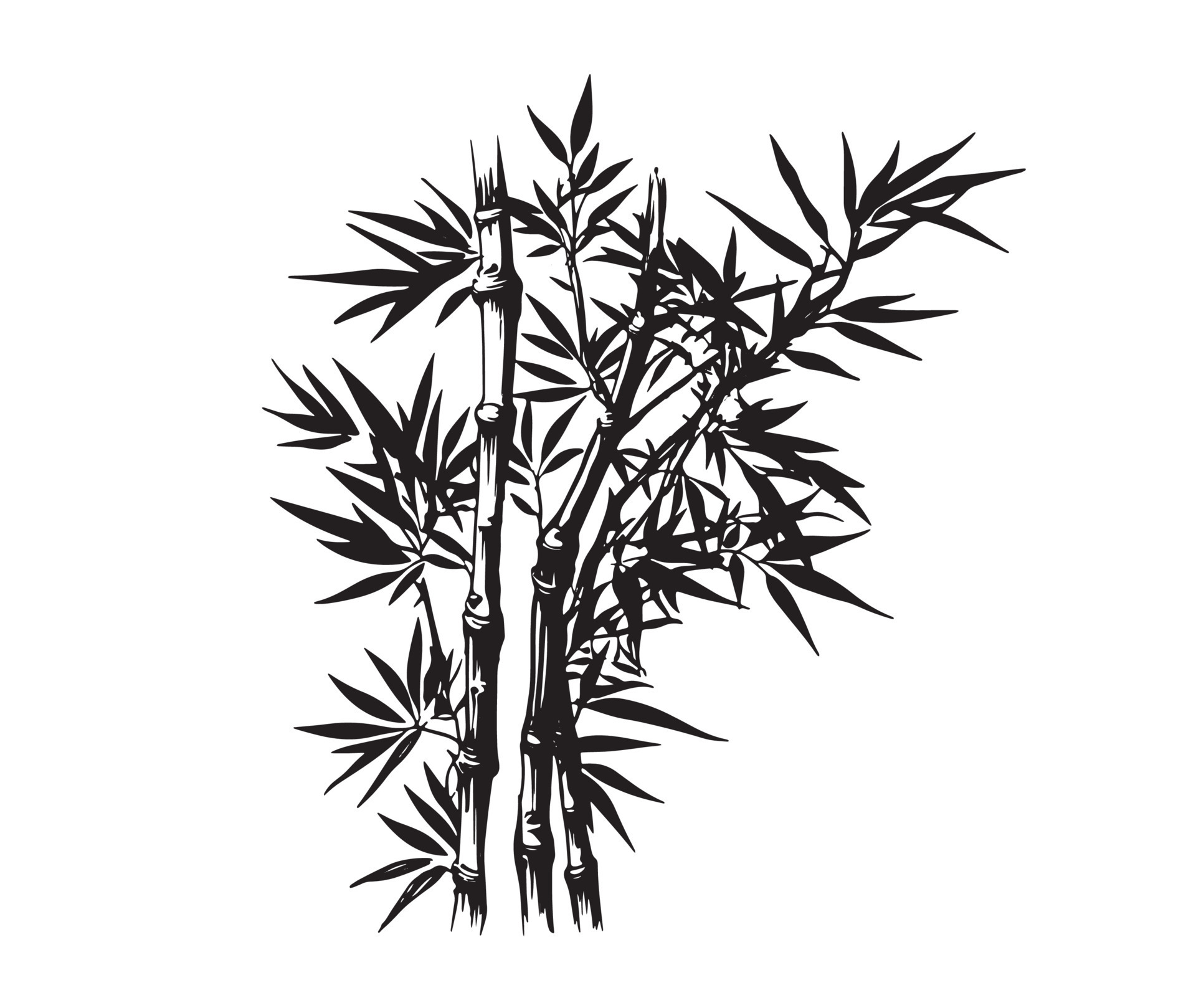 Bamboo tree, Hand drawn style. Vector. 23783679 Vector Art at Vecteezy Bamboo tree, Hand drawn style. Vector. 23783679 Vector Art at Vecteezy