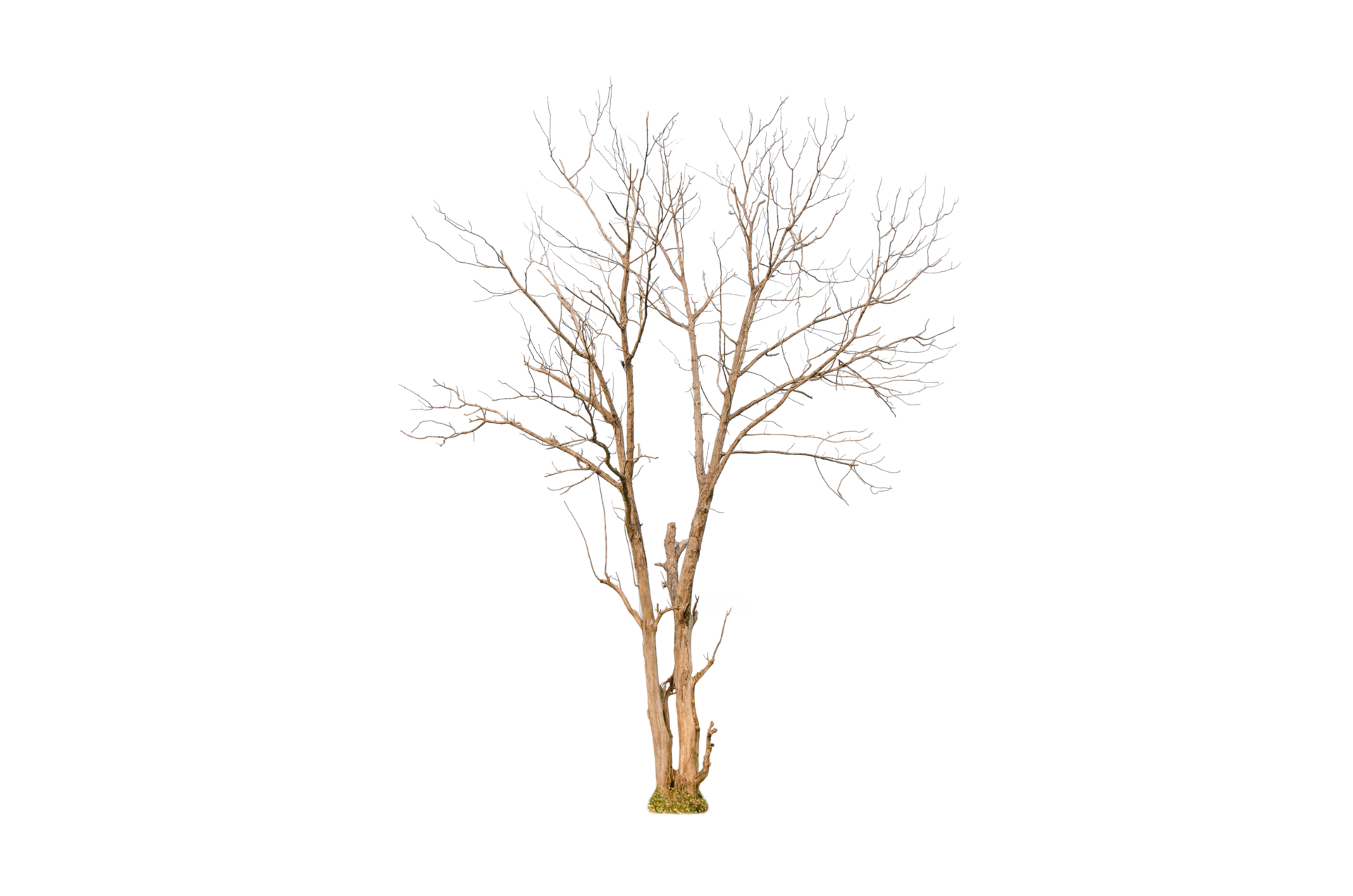 Dry tree shape and tree branch. Single dead tree. 23791610 PNG