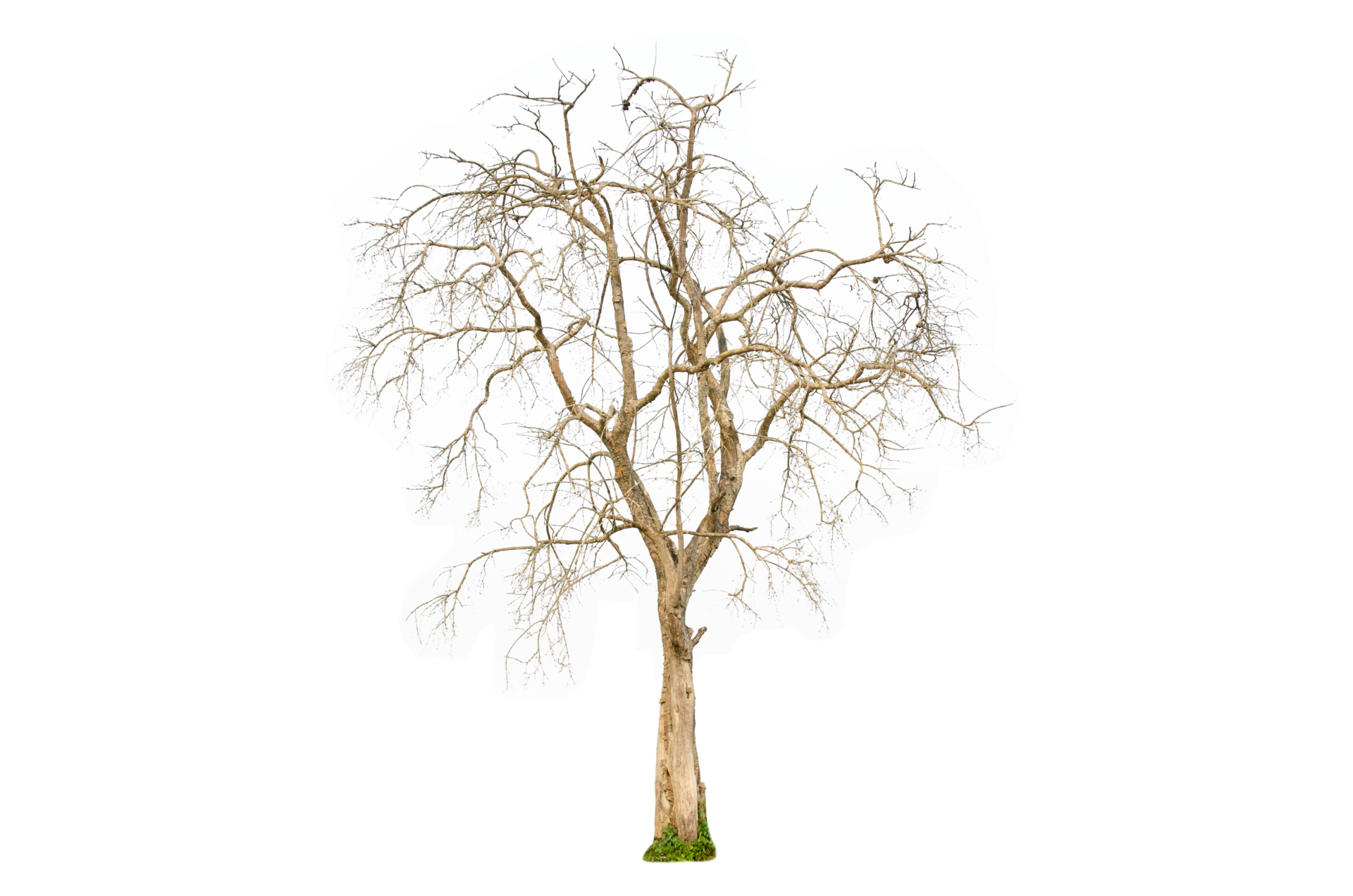 Dry tree shape and tree branch. Single dead tree. 23791611 PNG