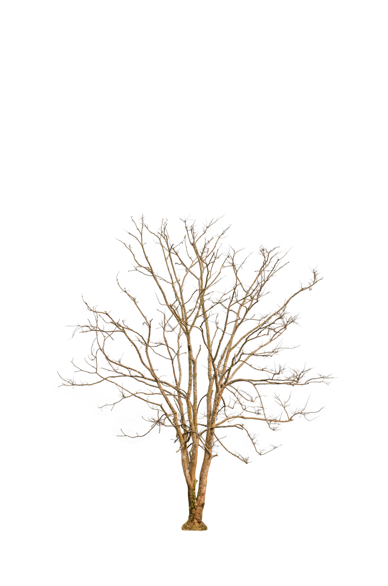 Dry tree shape and tree branch. Single dead tree. 23791615 PNG