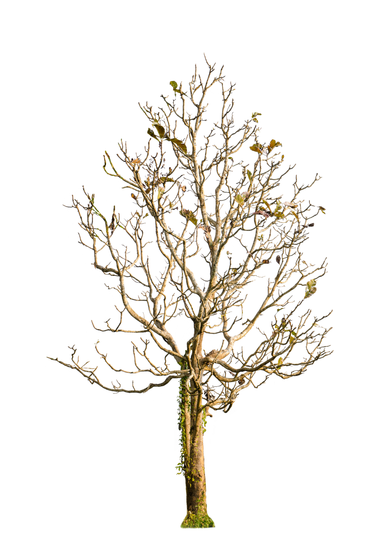 Dry tree shape and tree branch. Single dead tree. 23791617 PNG