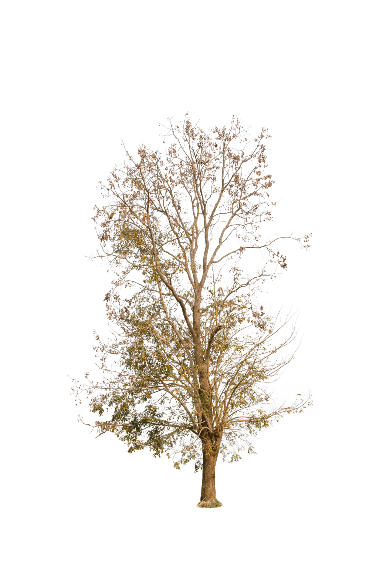 Dry tree shape and tree branch. Single dead tree. 23791625 PNG