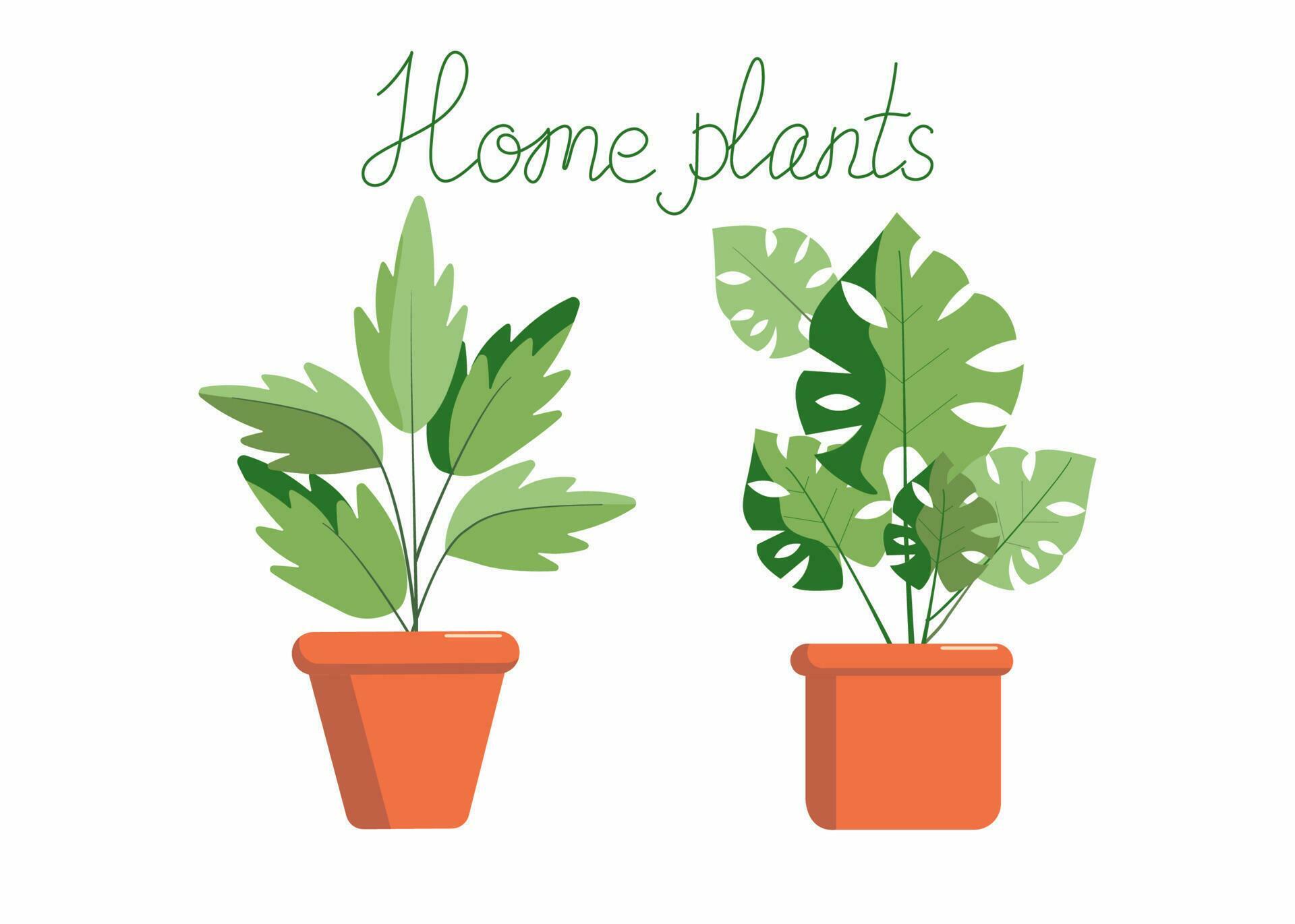Home Plants Set Flowers In Pots A Houseplant A Potted Plant Ceramic