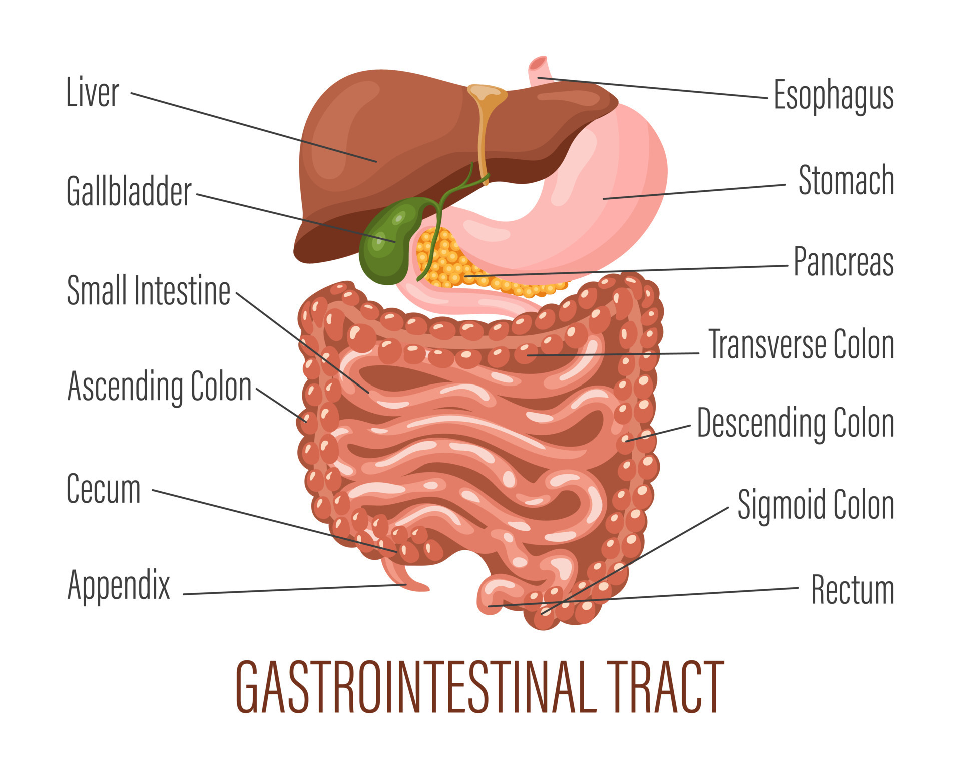 Gastrointestinal tract. Human digestive system anatomy, infographic ... Gastrointestinal tract. Human digestive system anatomy, infographic ...