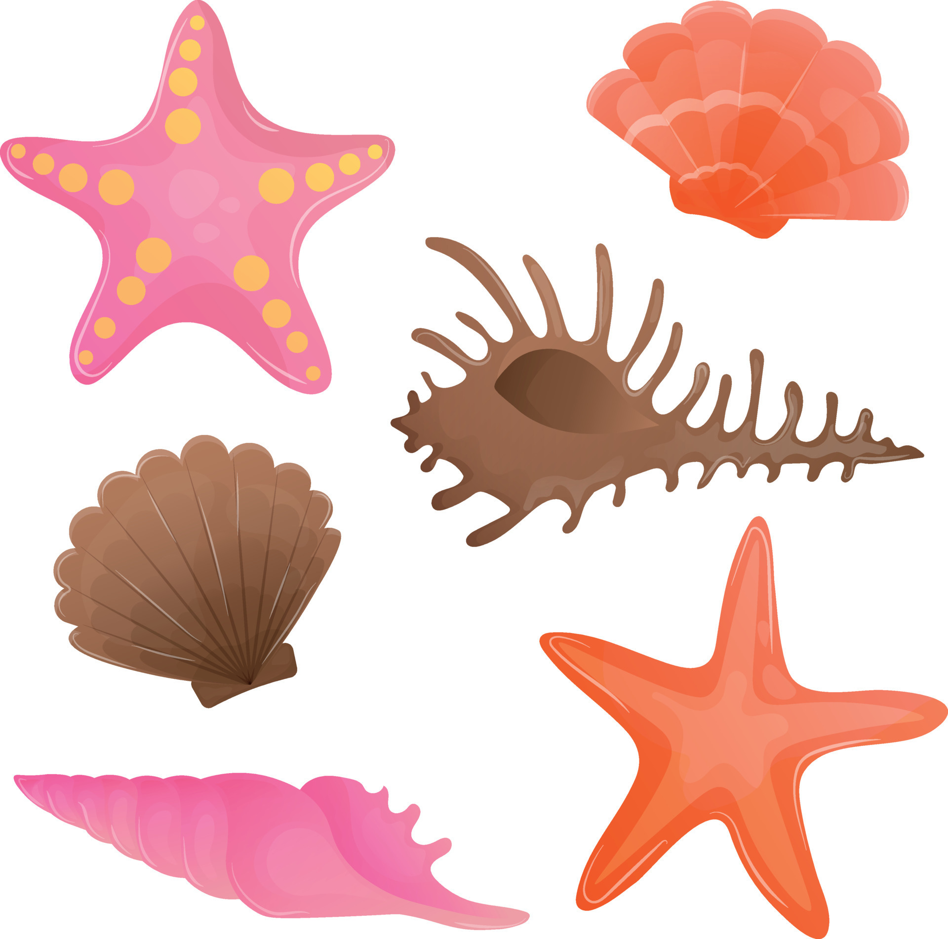 Set of different bright sea shells and starfish on a white background ...