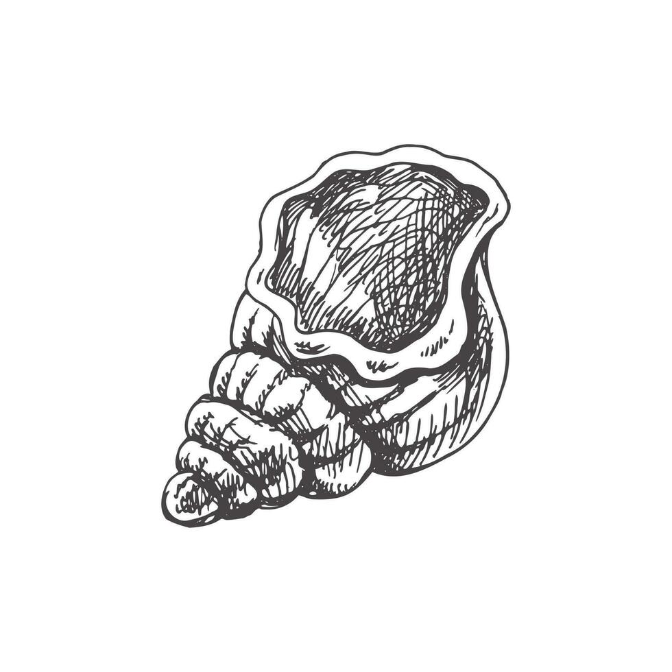 Hand drawn sketch of seashell, clam, conch. Scallop sea shell, sketch style vector illustration ...