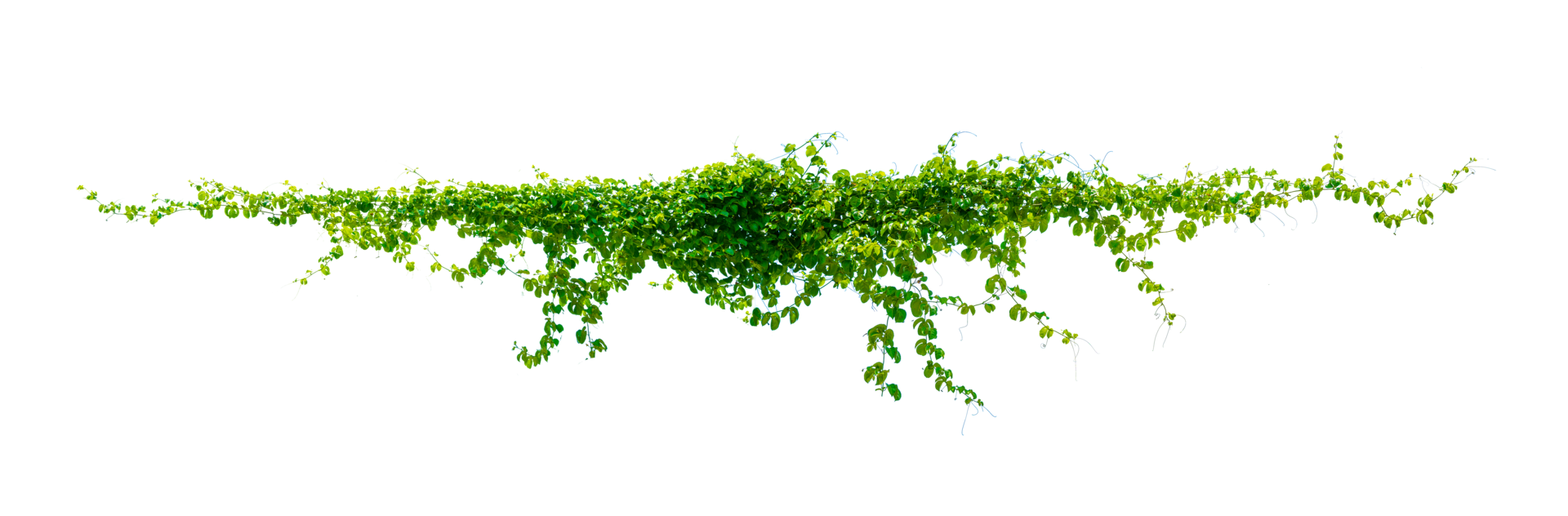 leaf vine Isolate on transparent background PNG file 23886924 PNG leaf vine Isolate on transparent background PNG file 23886924 PNG