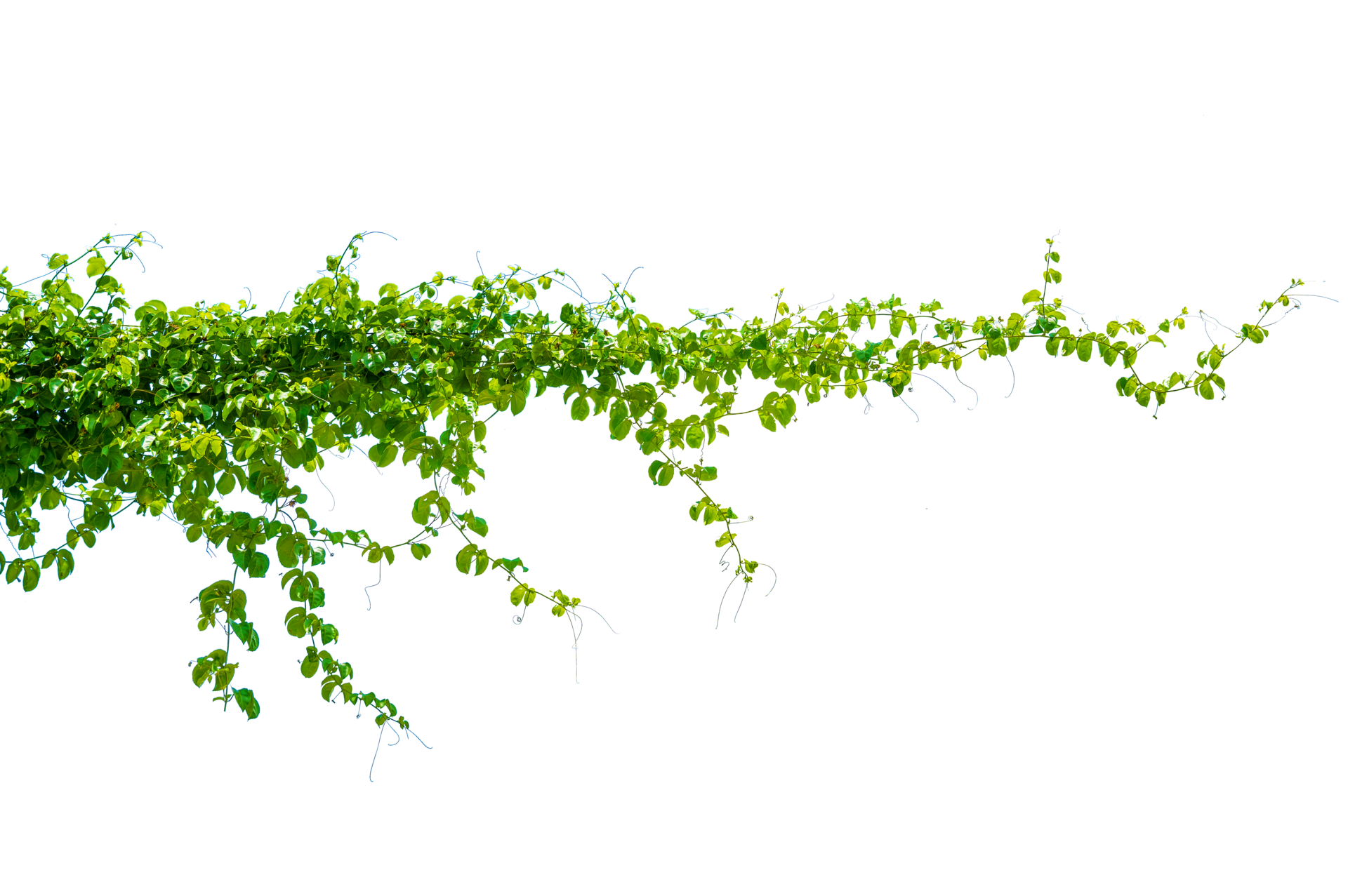 leaf vine Isolate on transparent background PNG file 23886926 PNG leaf vine Isolate on transparent background PNG file 23886926 PNG