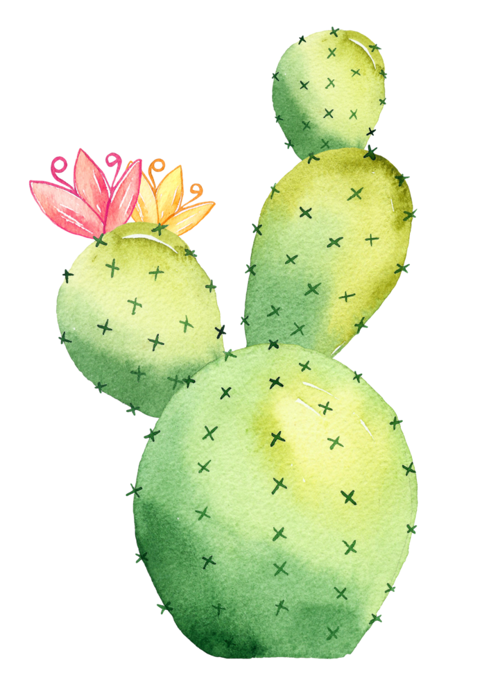 Watercolor Cactus Clipart 23953952 PNG