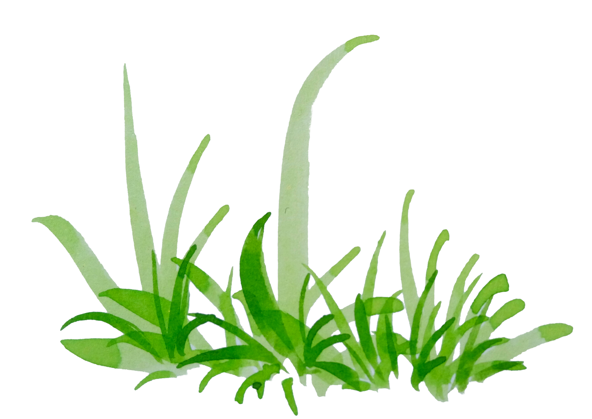 Watercolor Green Grass 23956972 Png