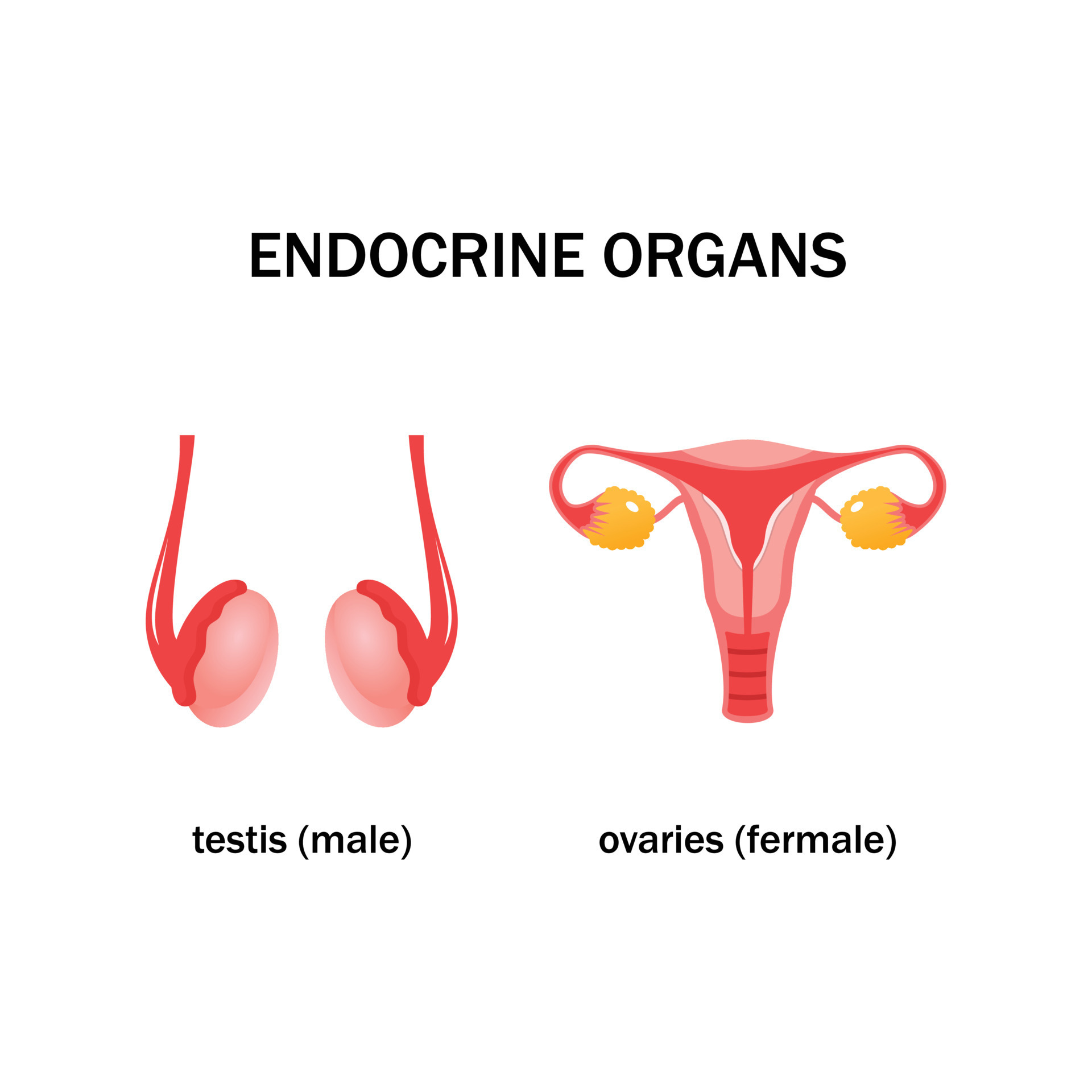 Testis And Ovary Vector Illustrations 23959514 Vector Art At Vecteezy